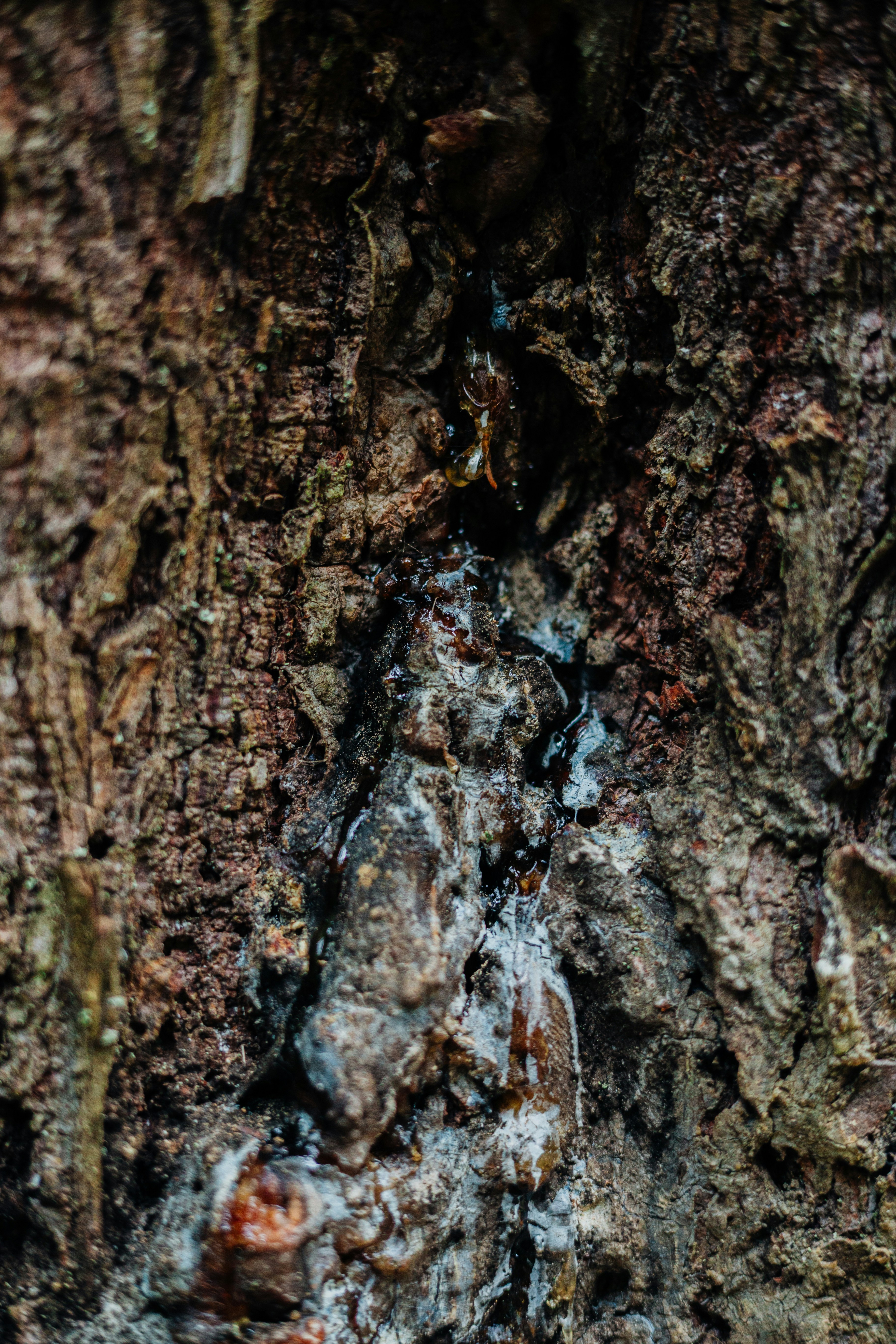 Rugged Bark and Resin Veins: A Close-Enough Portrait of Timber Texture