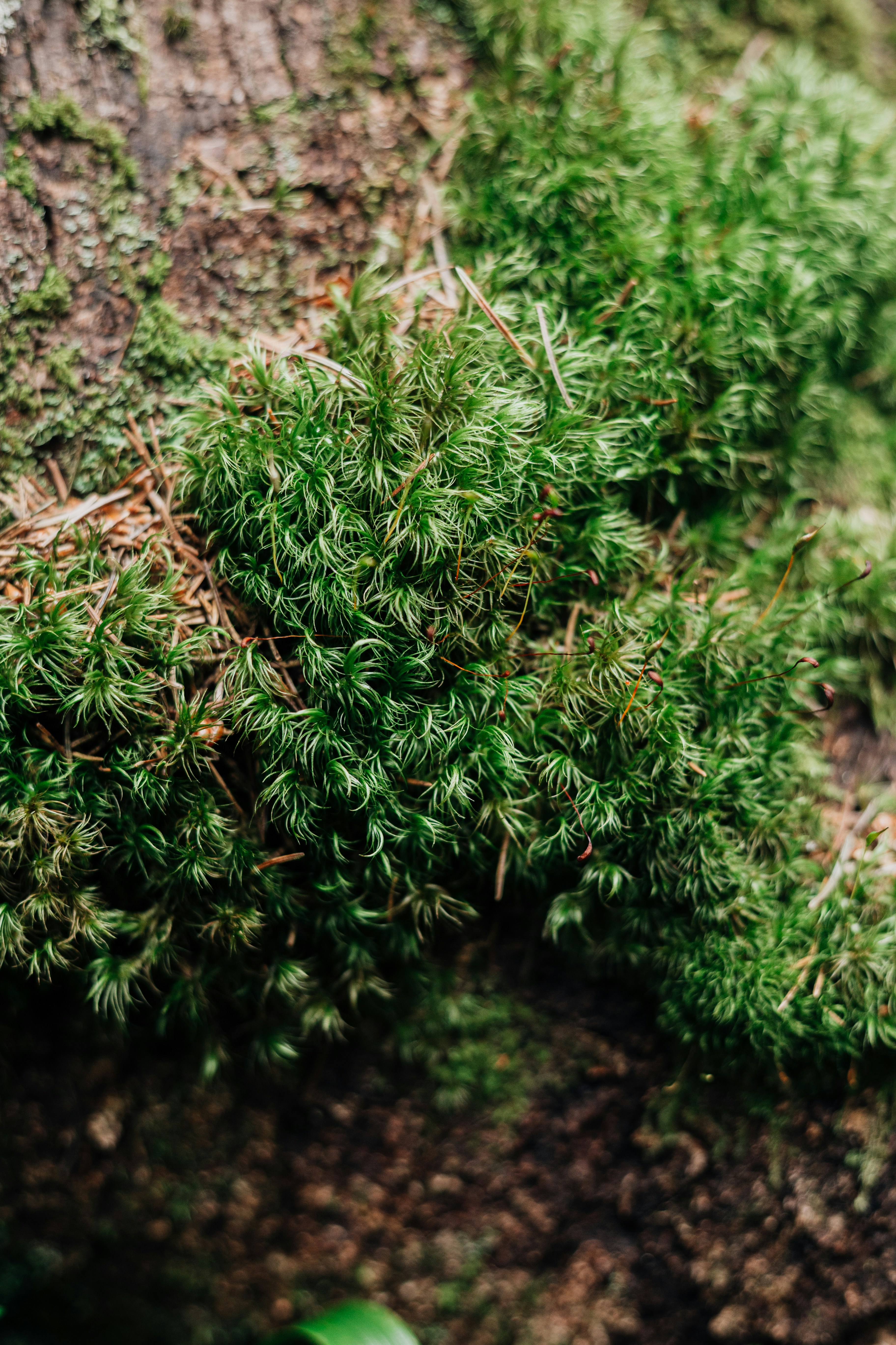 Emerald Fuzz at the Base of a Mossy Trunk