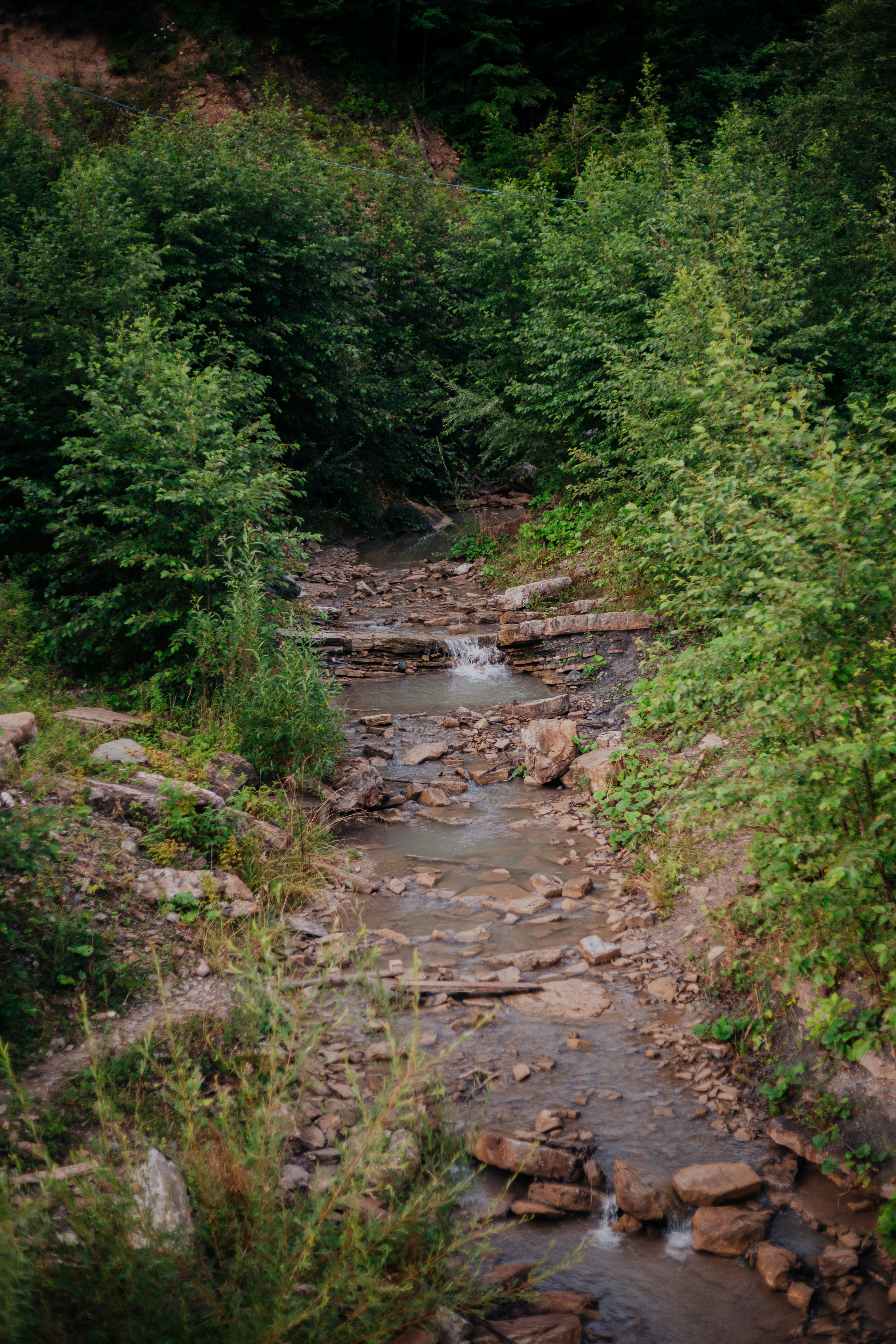 Shallow River Gem: Stones, Water, and Greenery in a Mountain Thicket