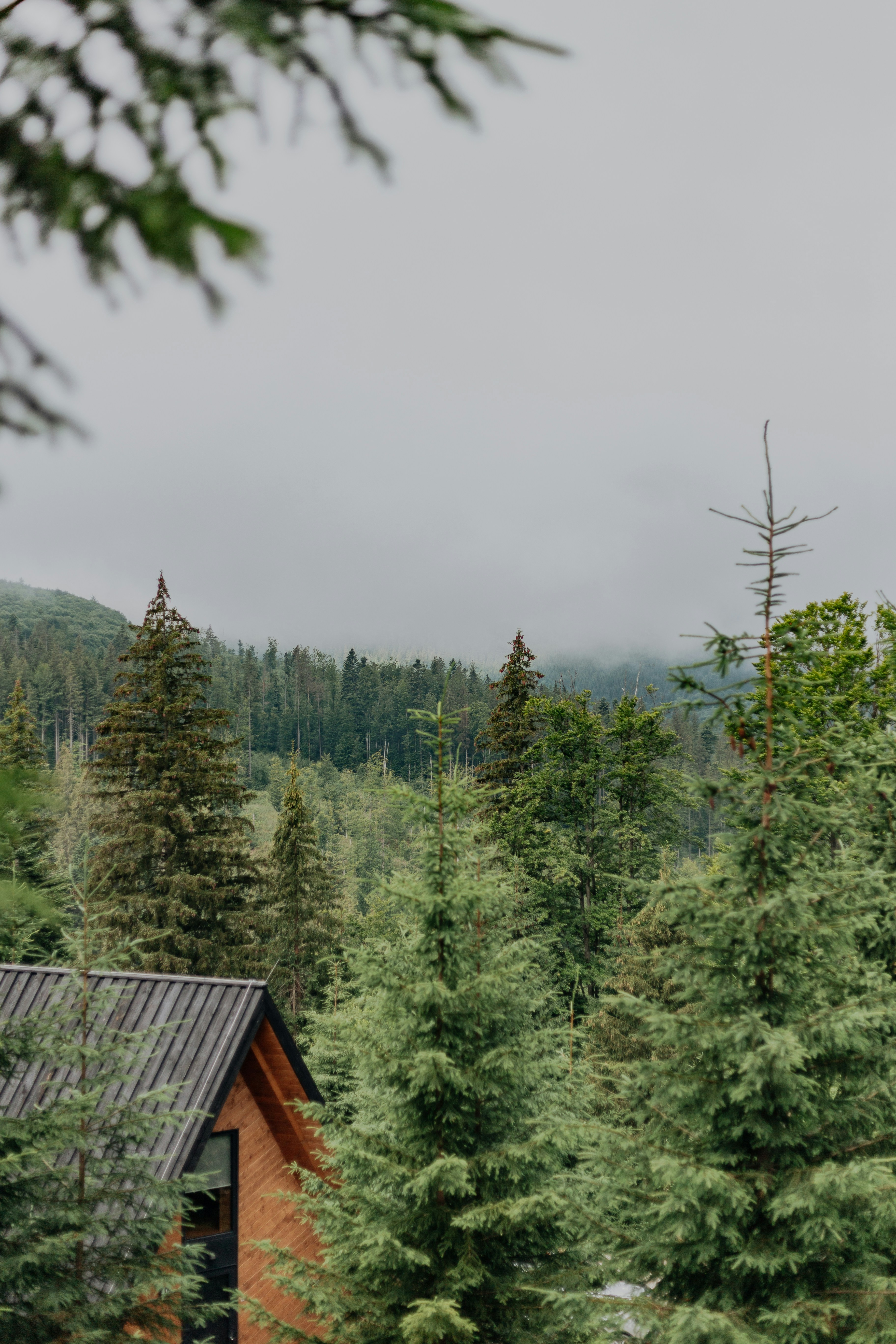 Forest Ridge Lodge Beneath a Misty Canopy