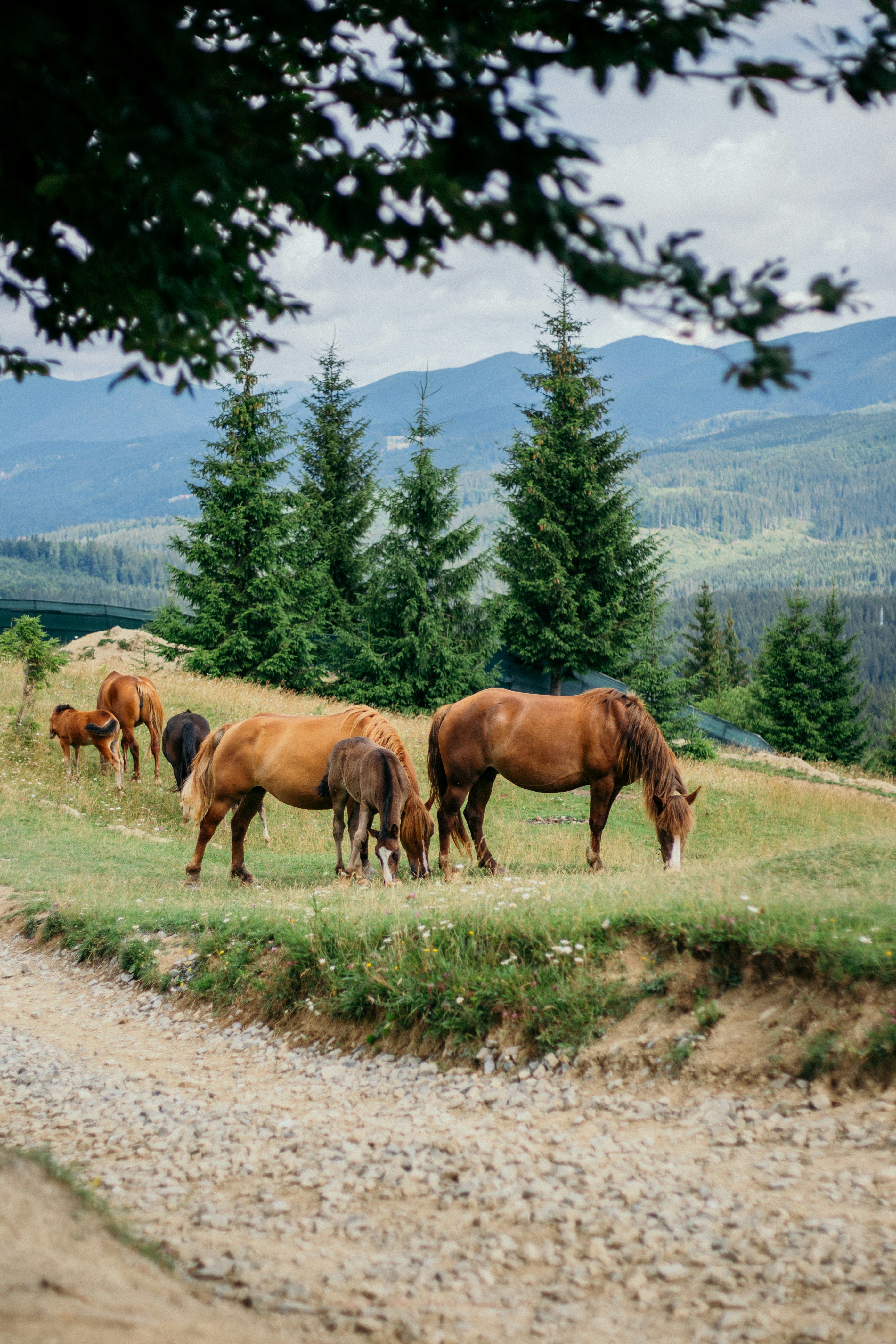 Herd at Distant Meadow Under a Framed Forest Canopy