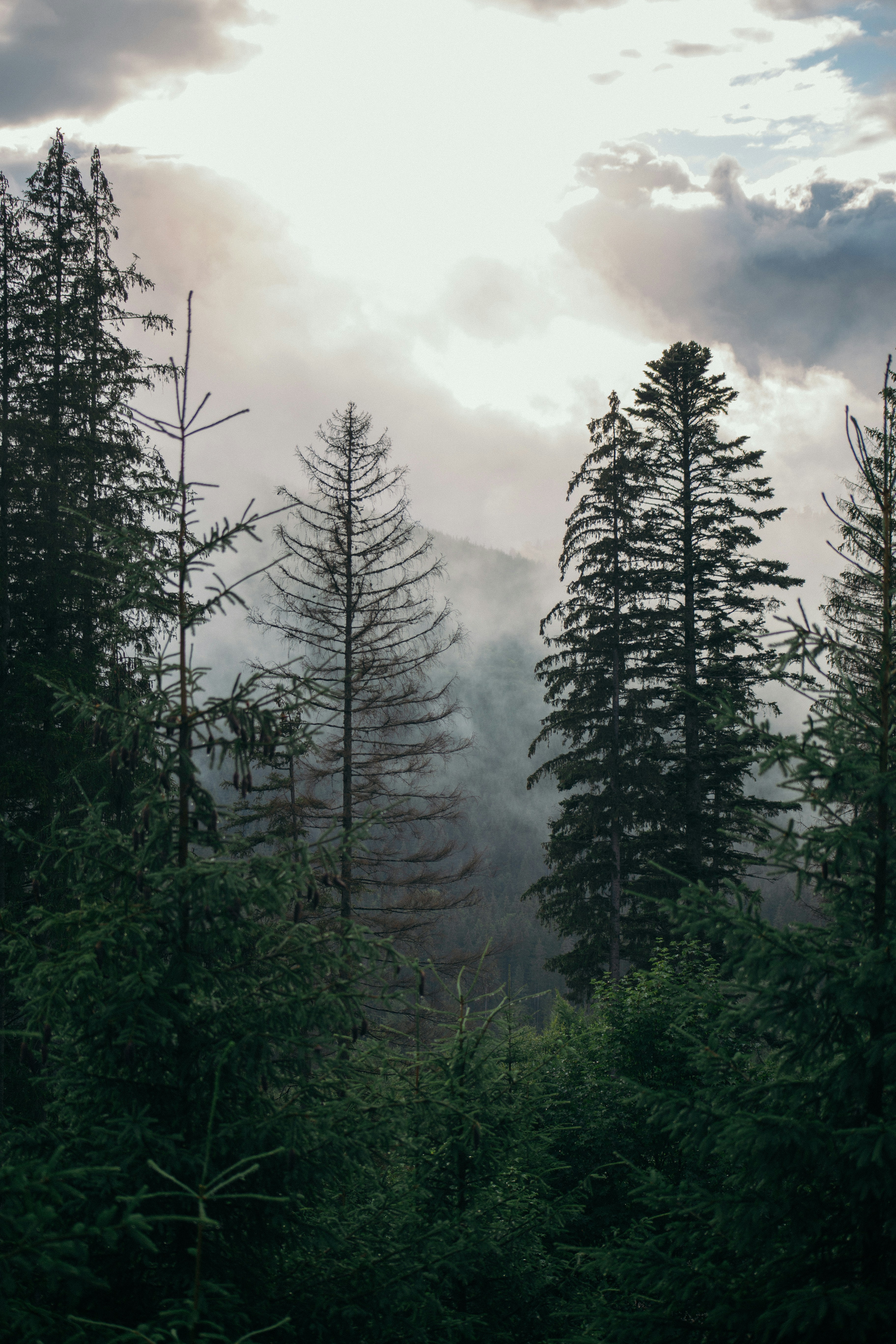 Mist-veiled pines with dawn light over a forest valley