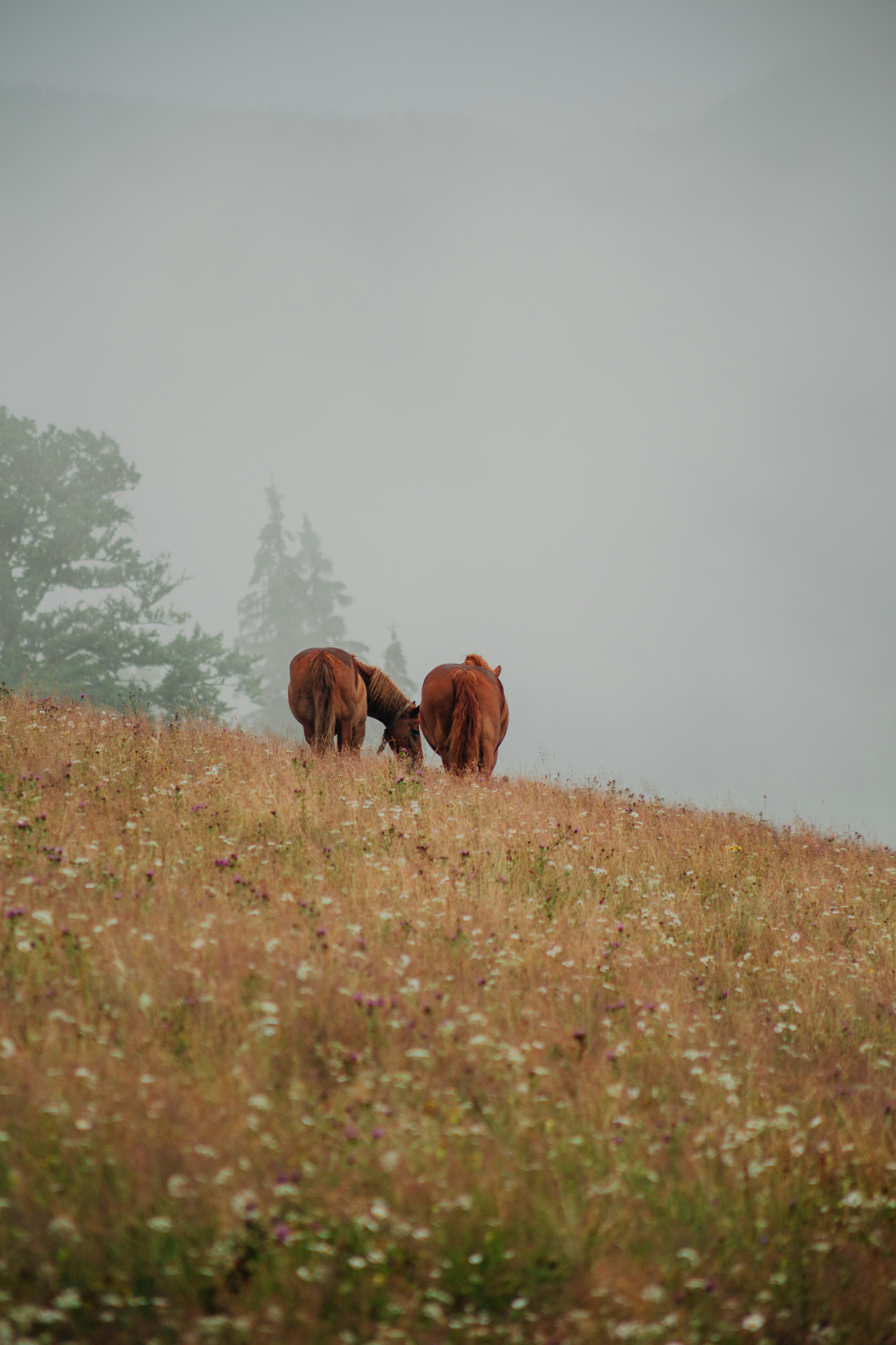 Hilltop Herd: Cattle on a Misty Meadow