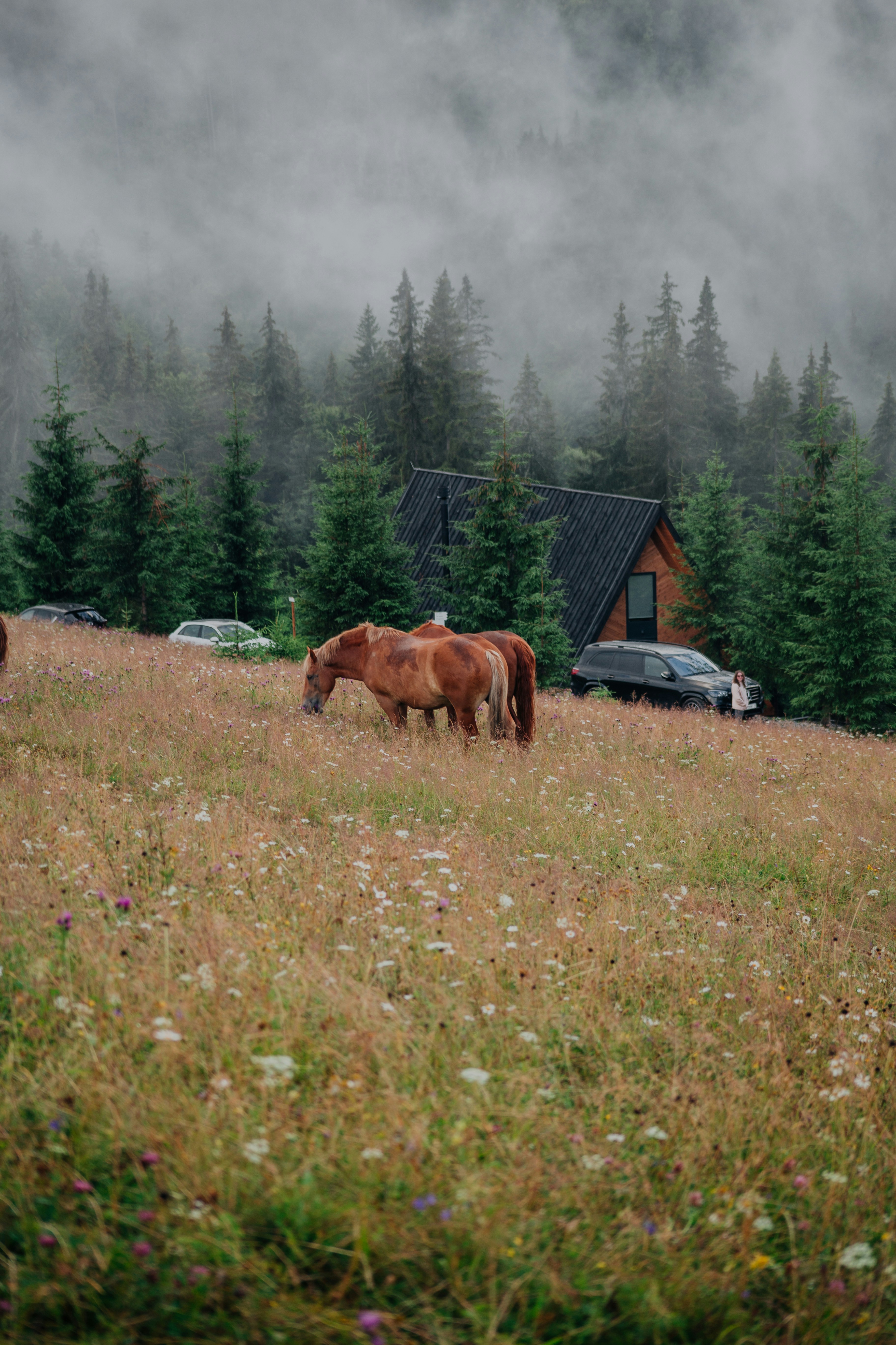 Pasture Companions by the Misty Pines