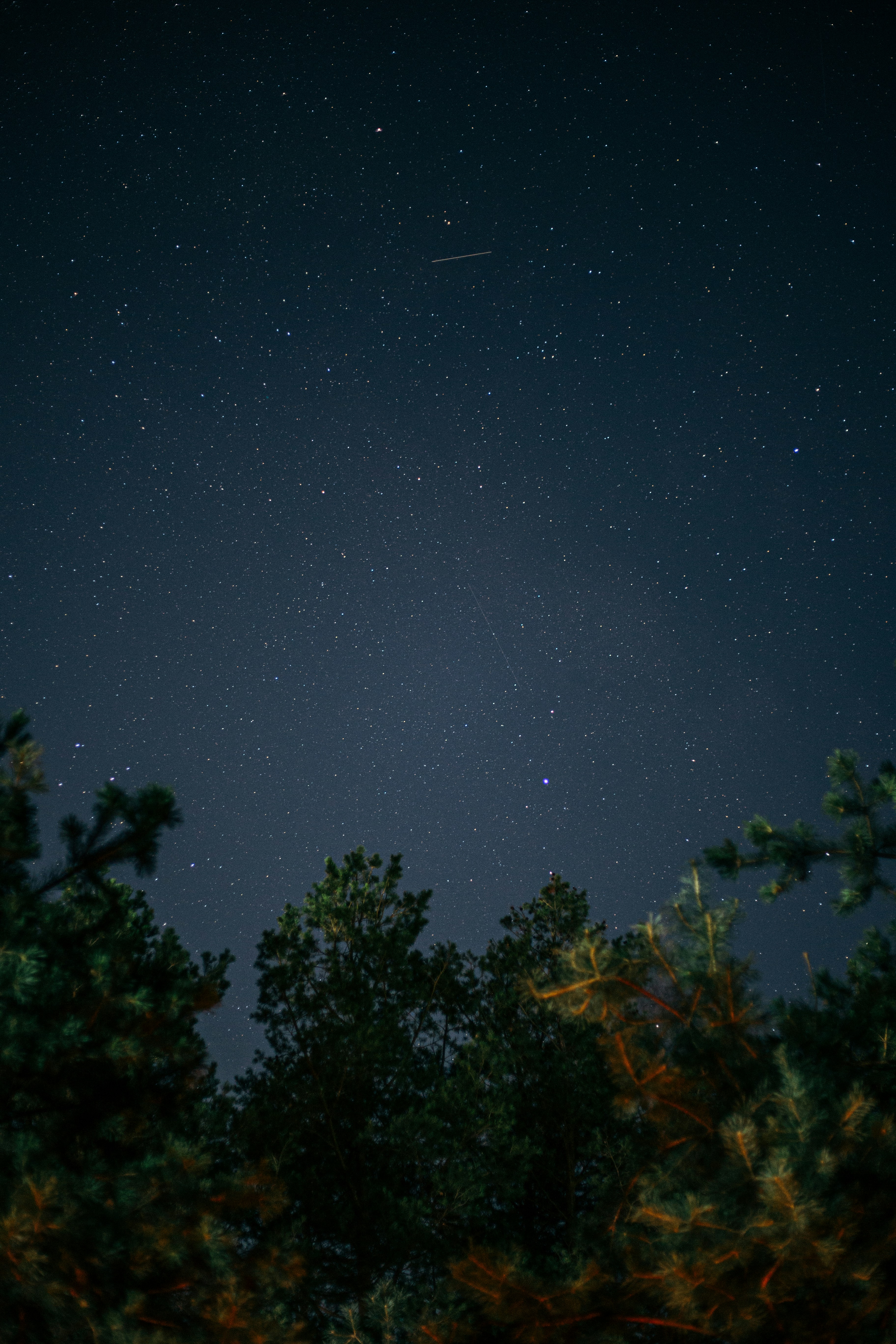 Stellar Ribbon Across a Night Garden