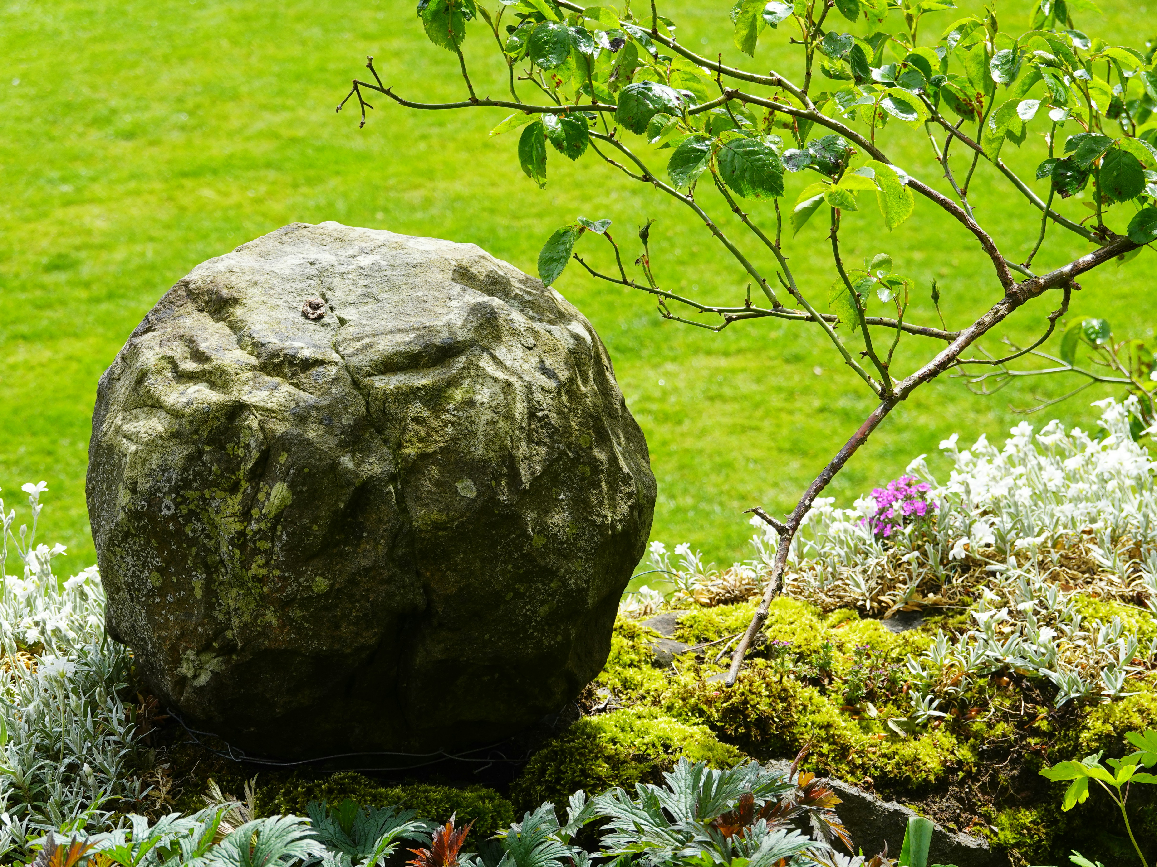 Mossed boulder centerpiece in a lush garden vignette