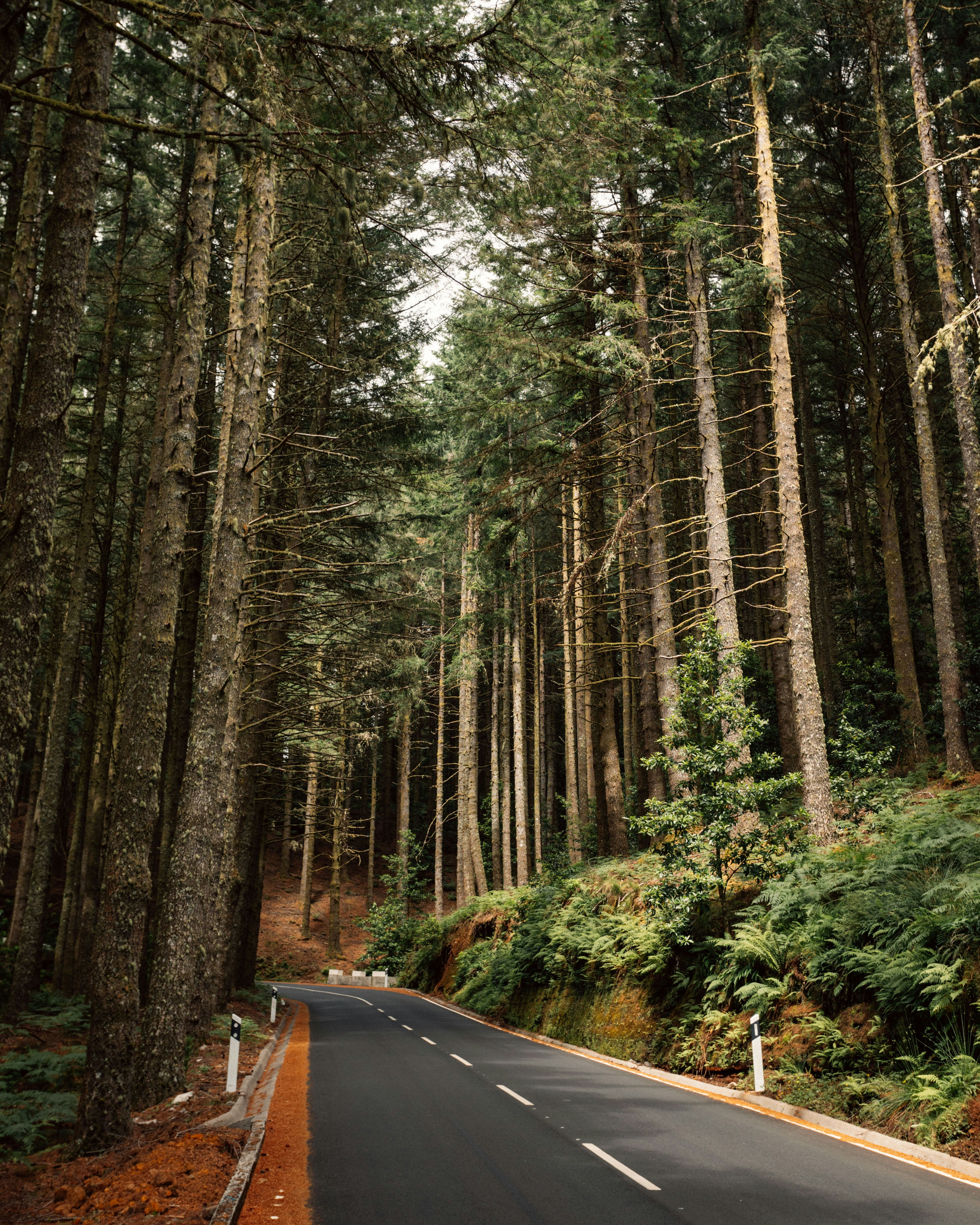Forest Road Tunnel: A Soothing Drive Beneath Canopy