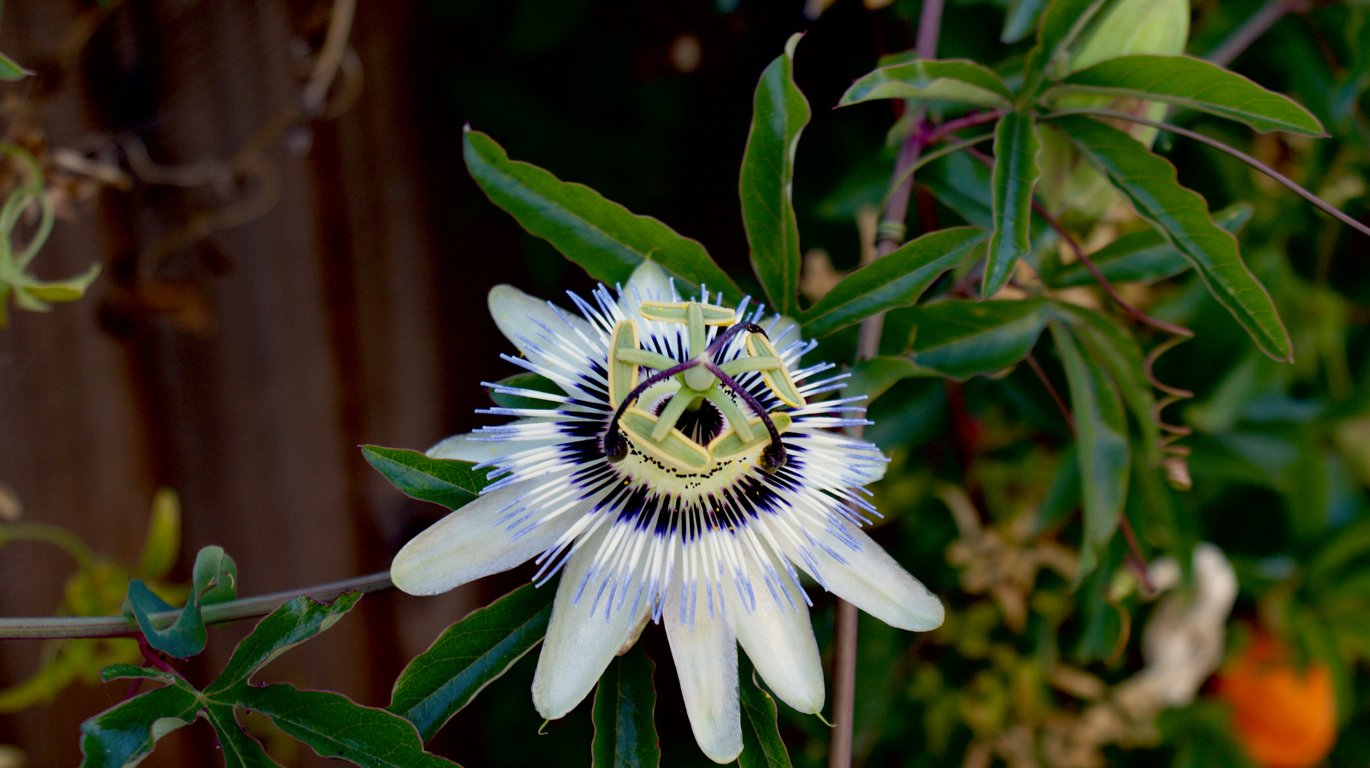 Eyes of the Passionflower: A Close-Up on Nature's Intricate Center