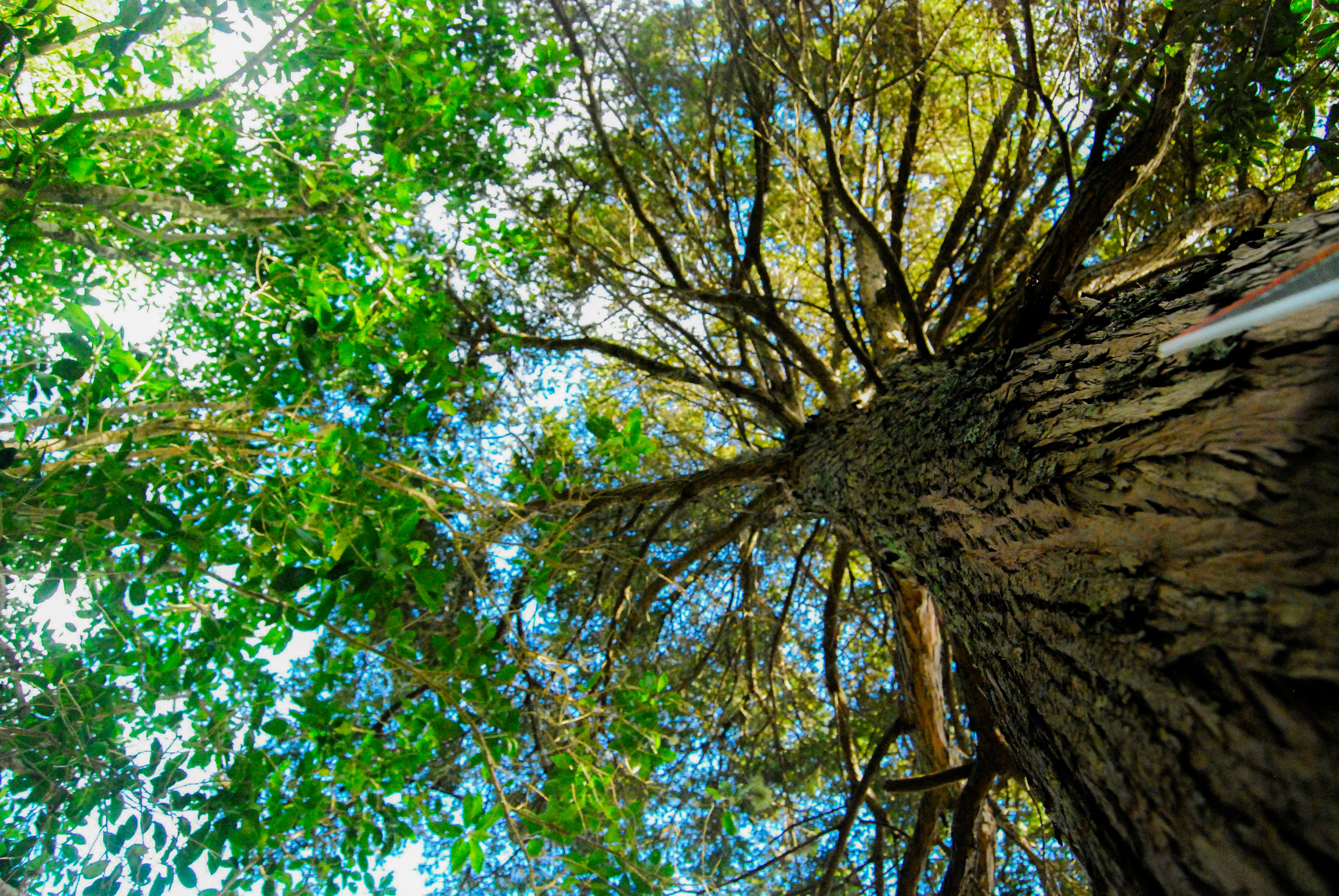 Crown of Branches: A Tree Reaching Toward the Sky