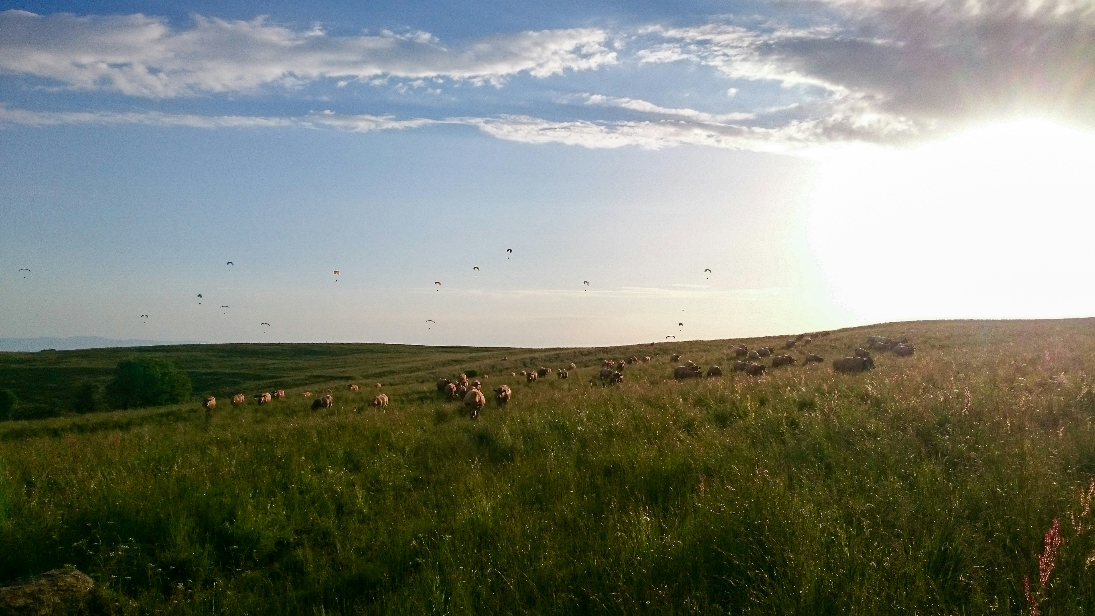 Sunlit pasture with grazing flock at the crest of a hill
