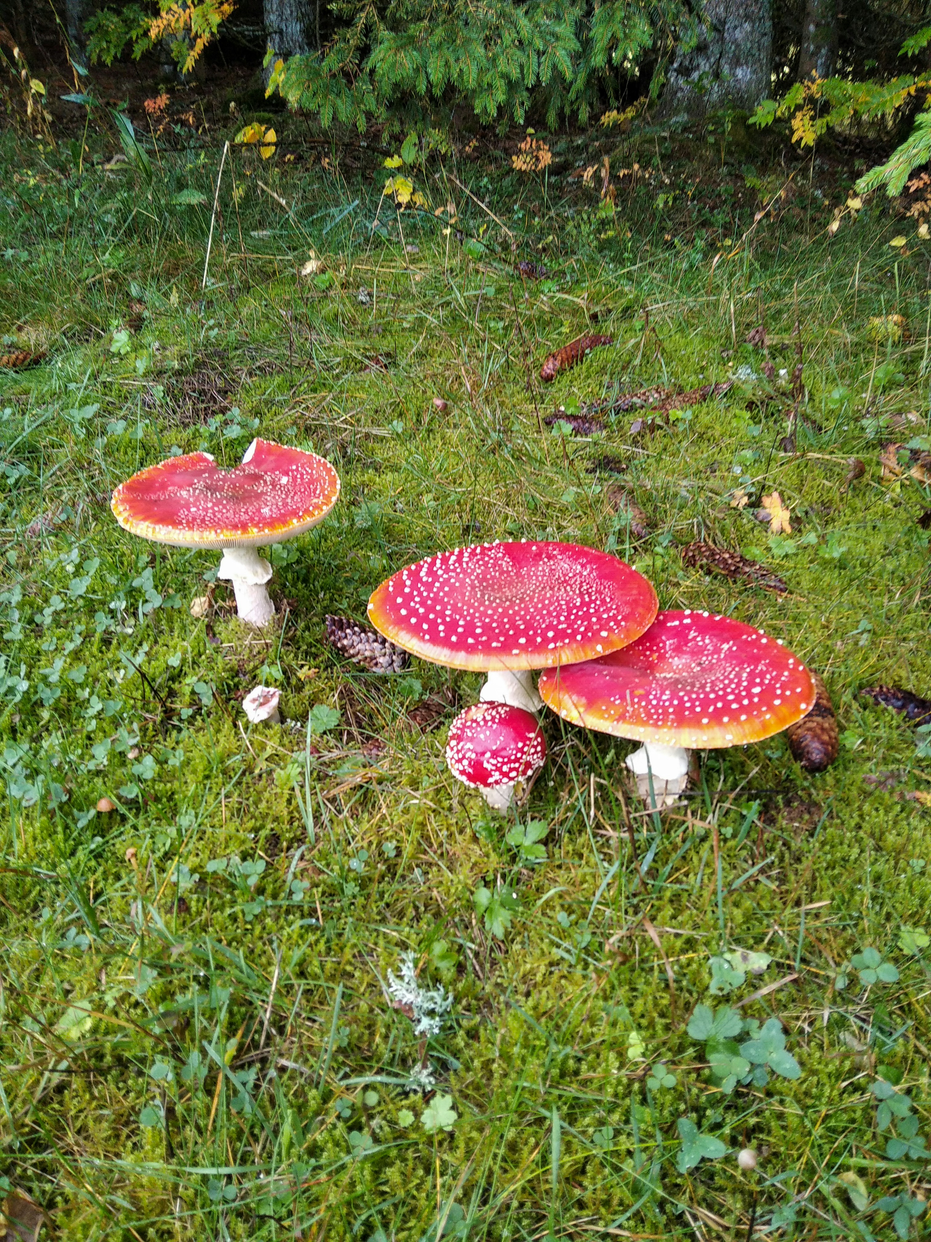 Scarlet Topknot Assembly in a Meadow