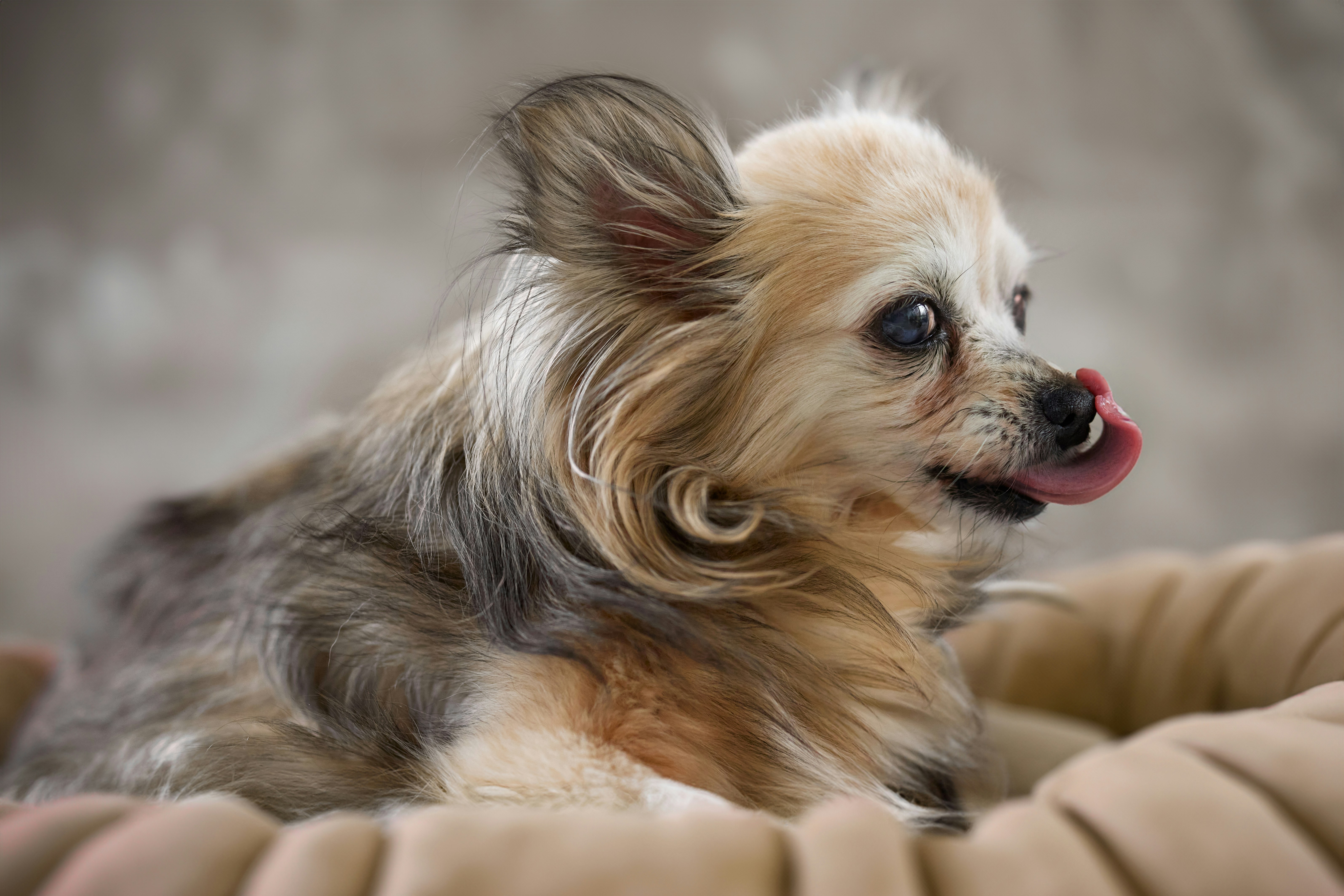 Tongue‑and‑Tail: A Sunny Pupil in a Cozy Bed
