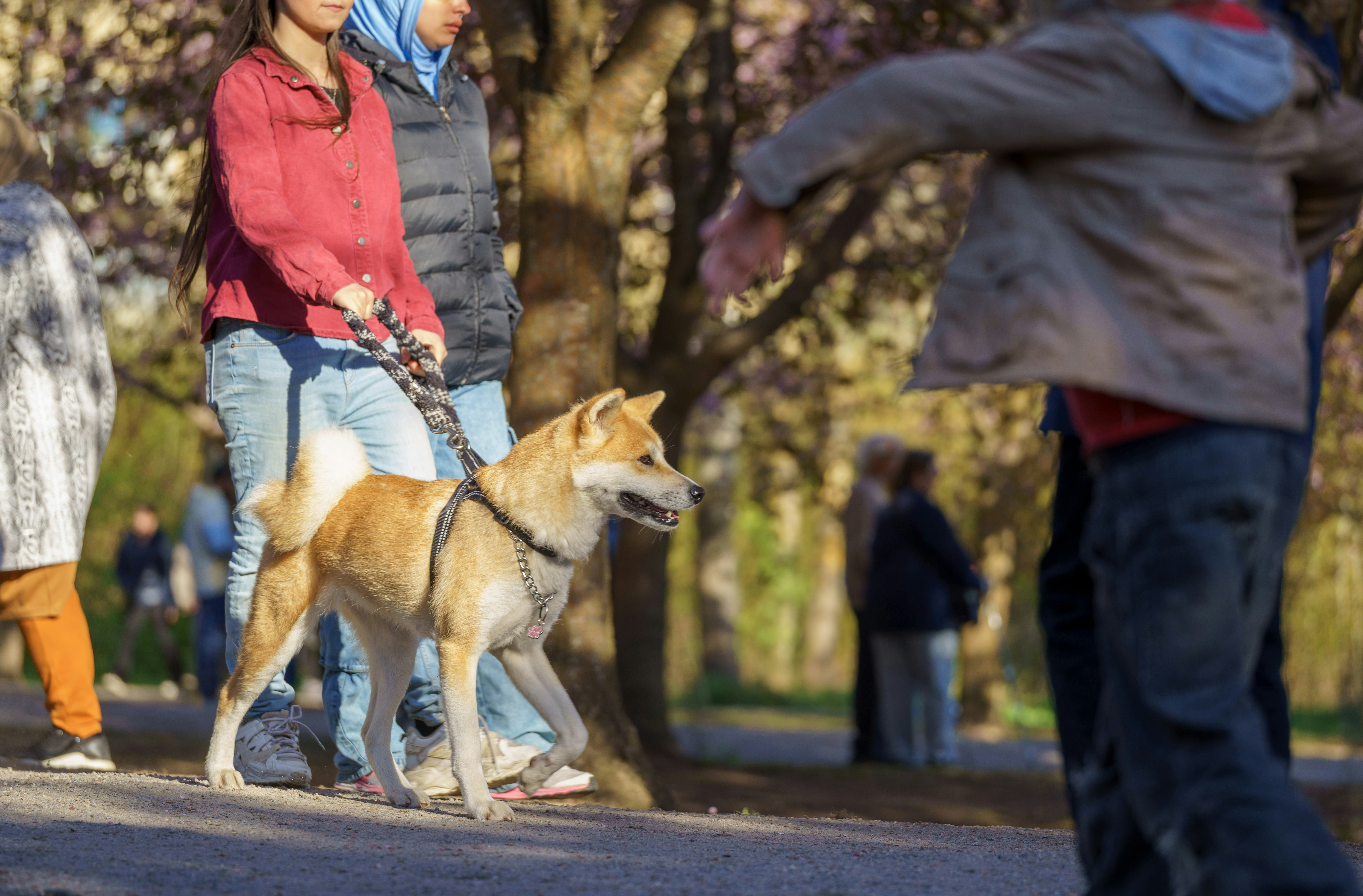 Shiba in Transit: A Leashed Moment Among Park Walkers