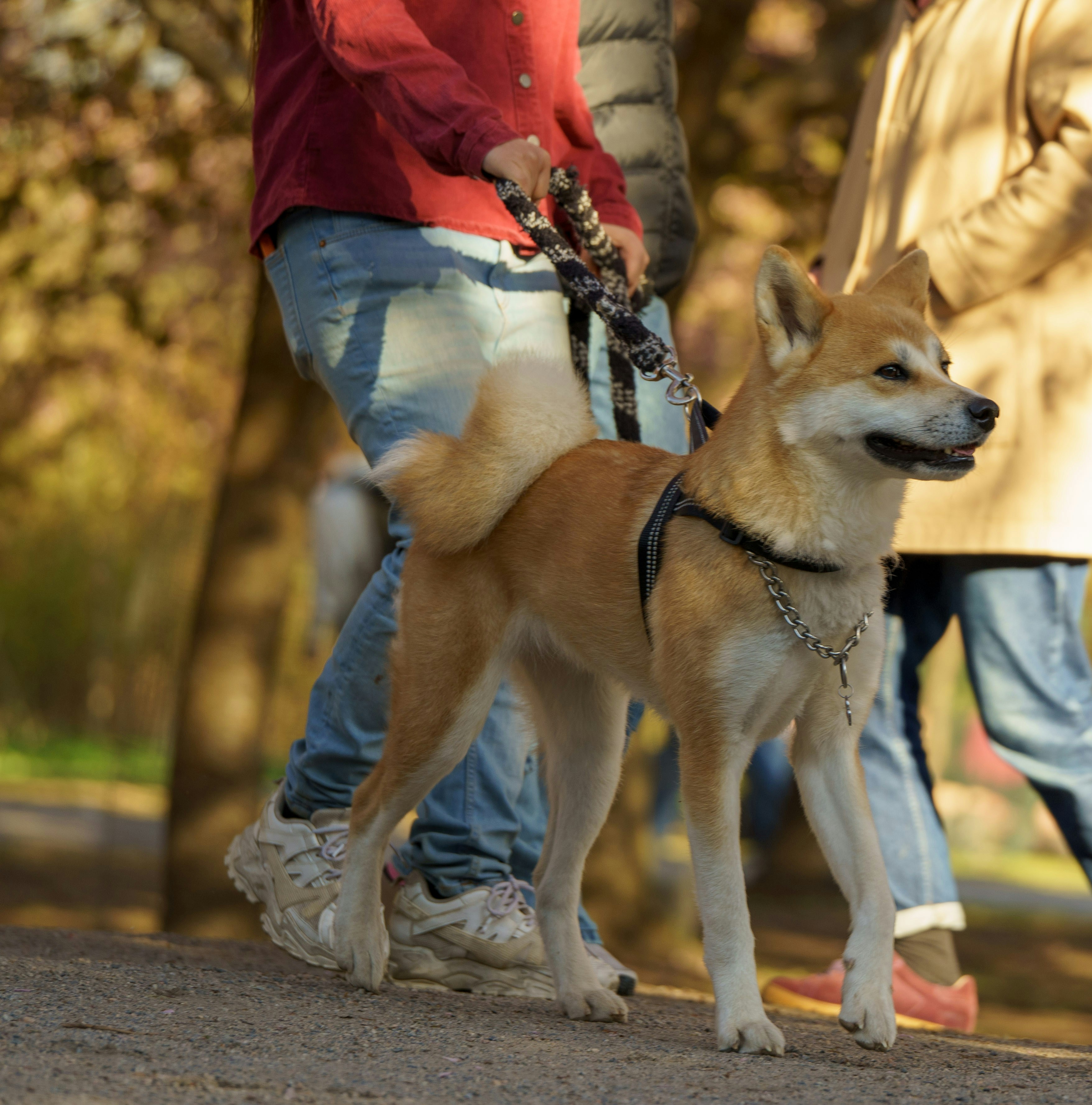 Golden Canine in Autumn Stroll