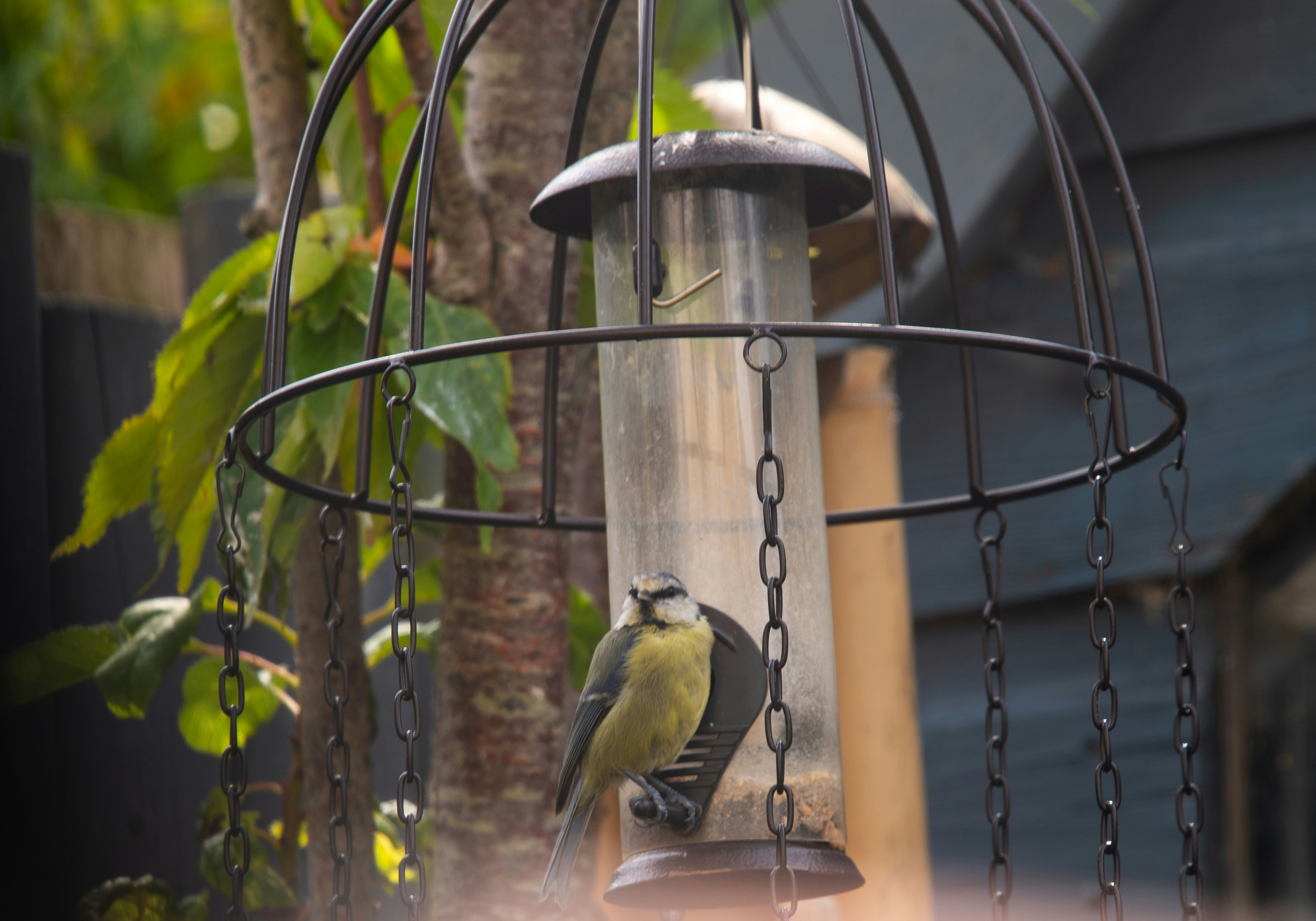Tiny Bird at the Top of a Hanging Feeder