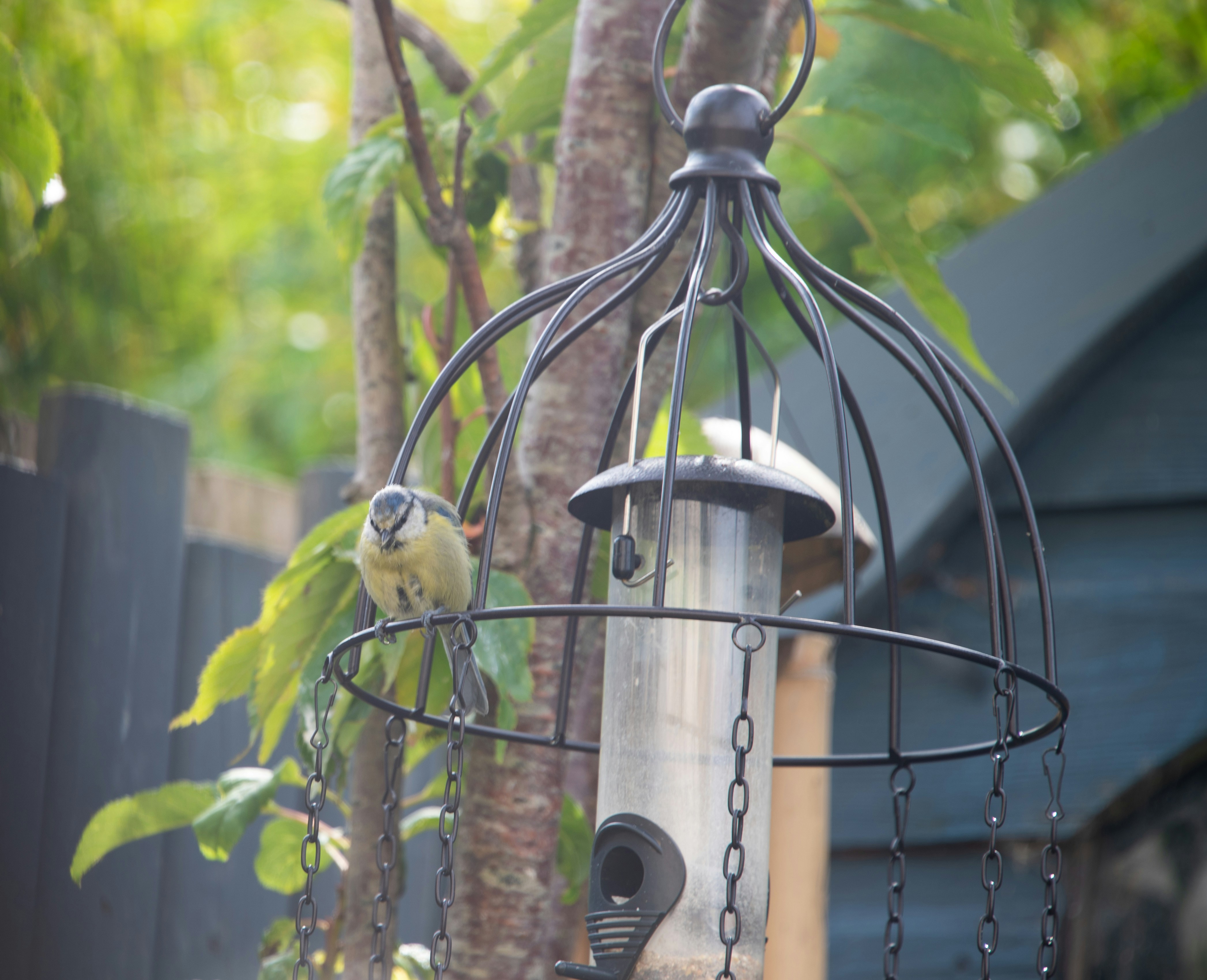 Bird on a Thimble: A Soft-Focused Moment at the Birdcage Feeder