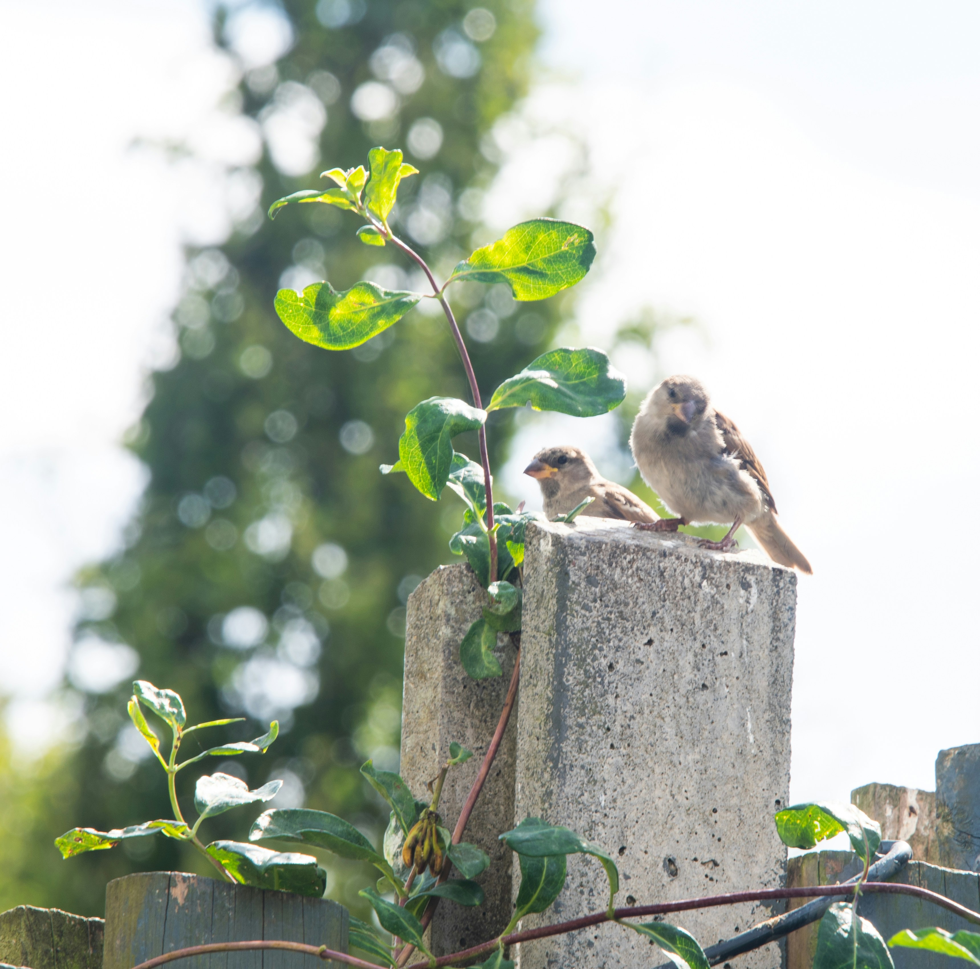 Two tiny sparrows perched on a mossy pillar with a trailing vine