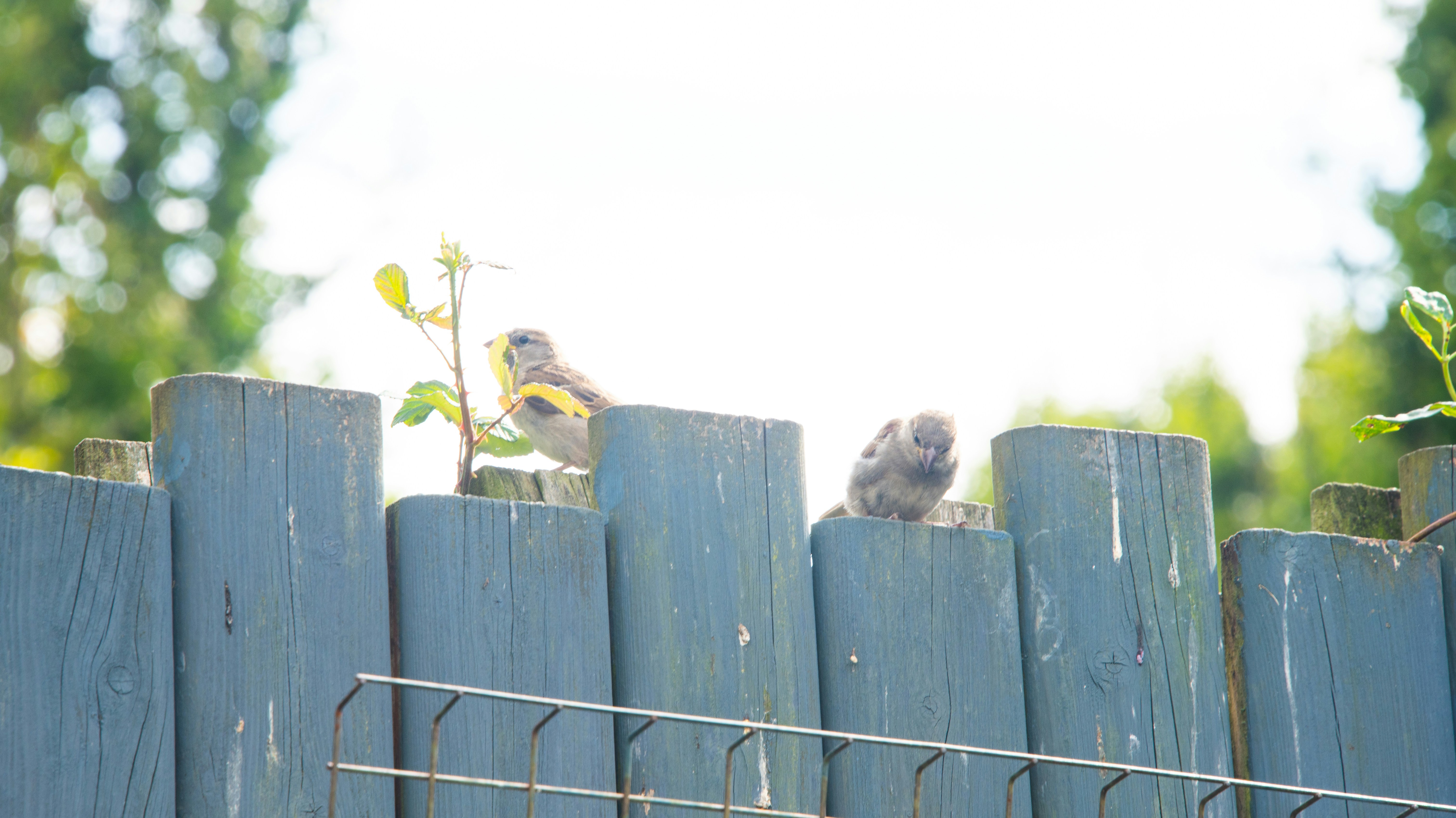 Two fledgling sparrows perched above a weathered blue fence