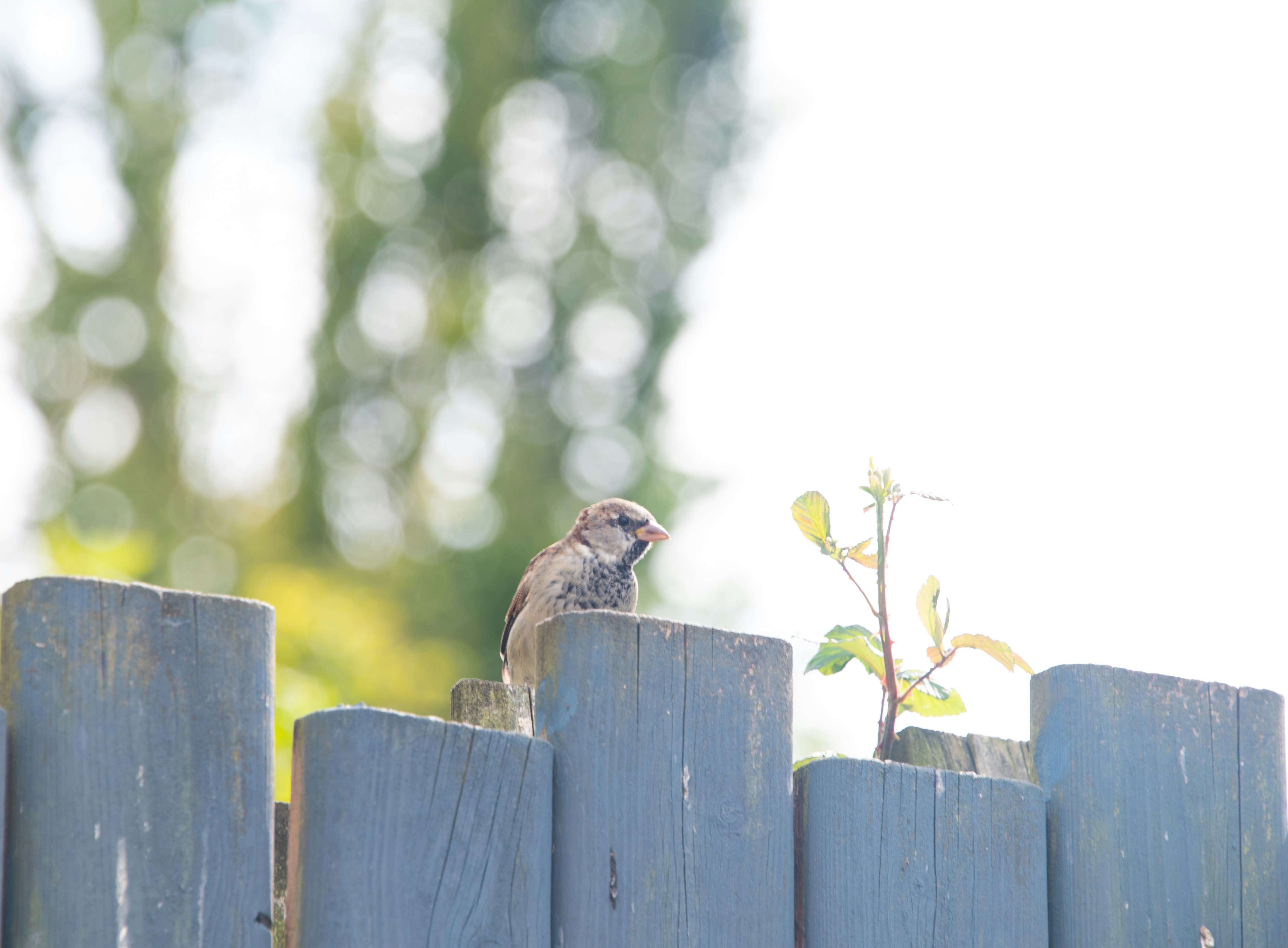 Bird on a Weathered Fence: Quiet Focus at Dusk