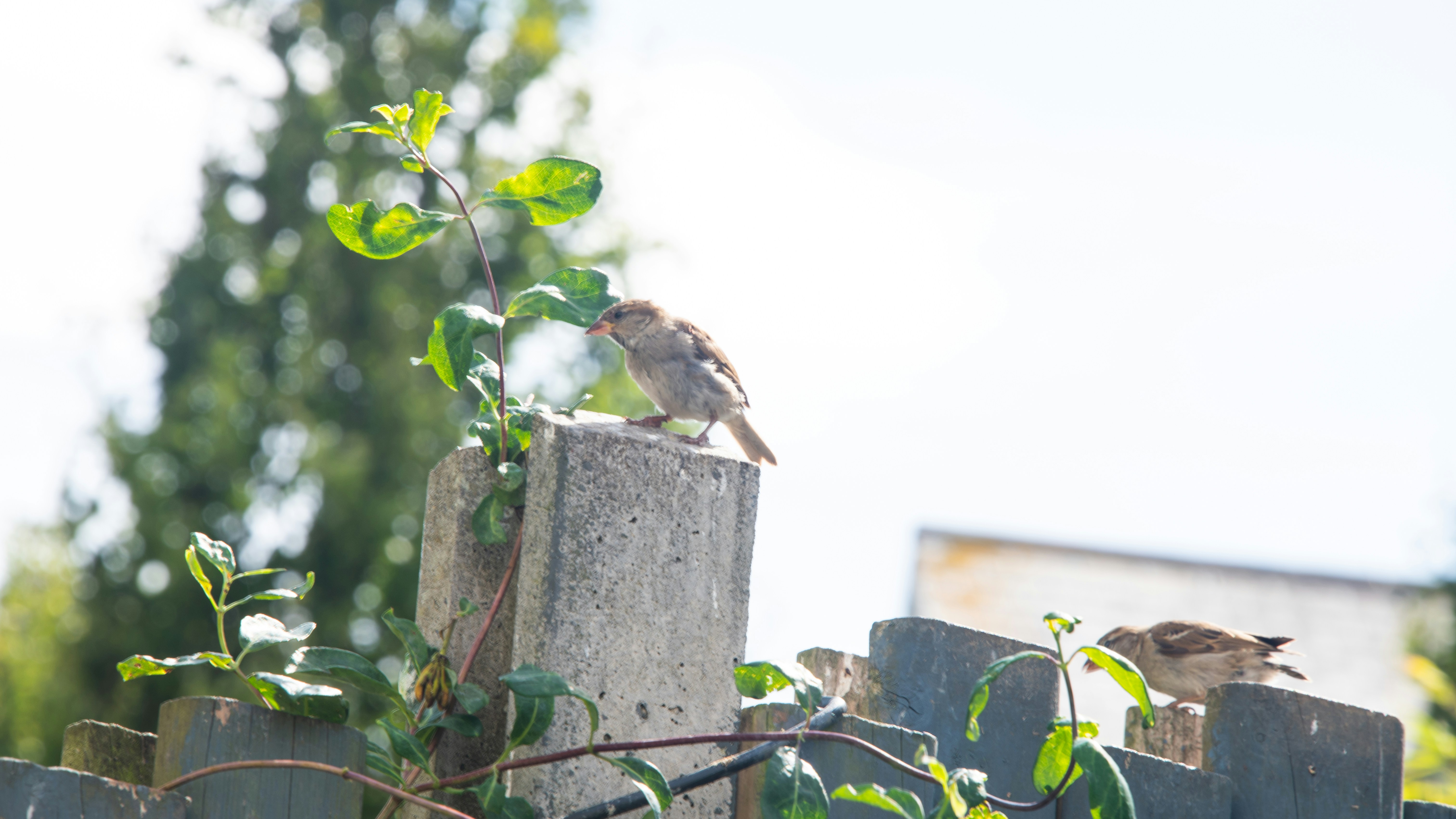 Perched on a Weathered Post: A Small Songbird in Quiet Urban Light
