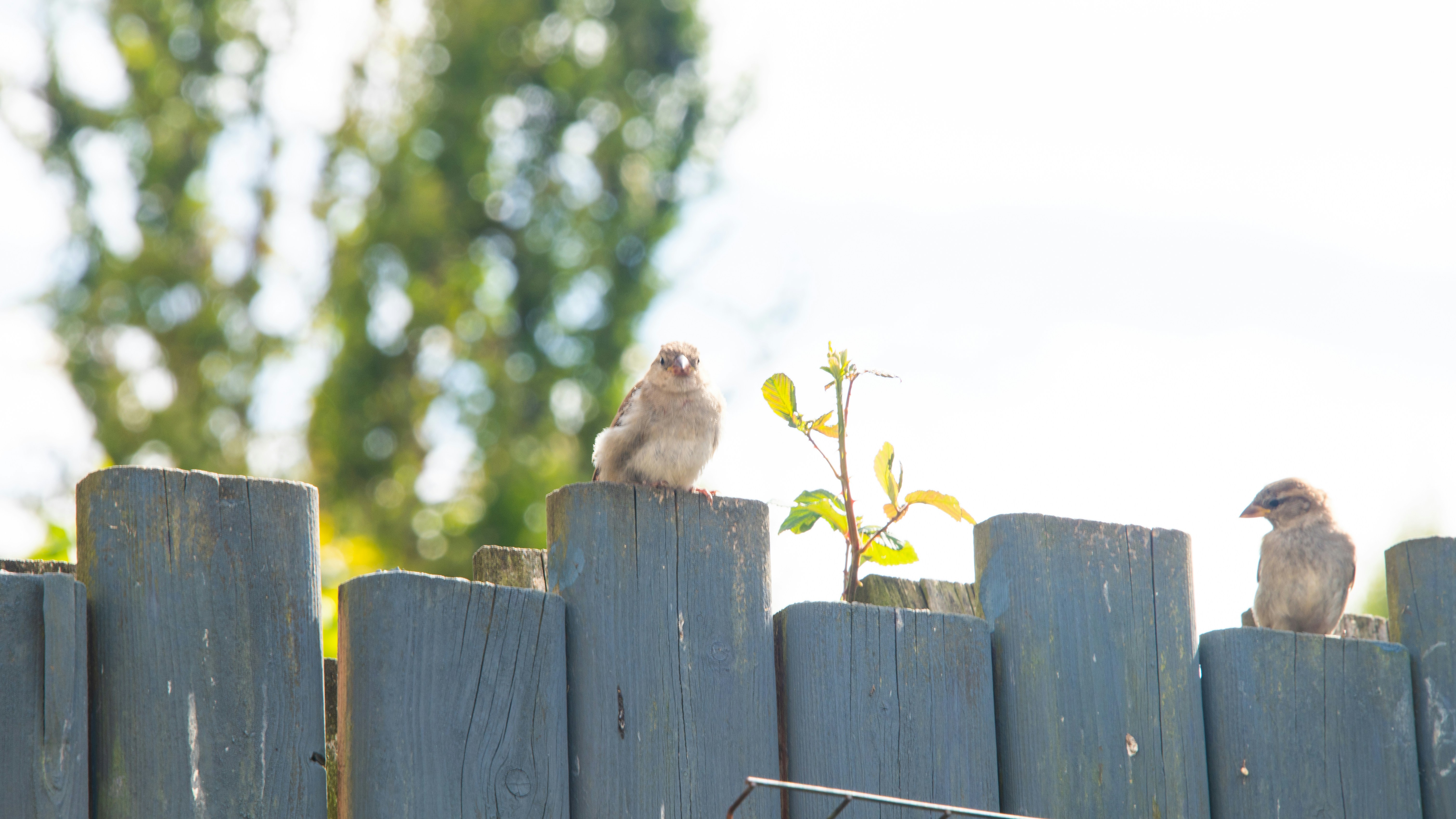 Sparrows on a weathered fence under bright morning light