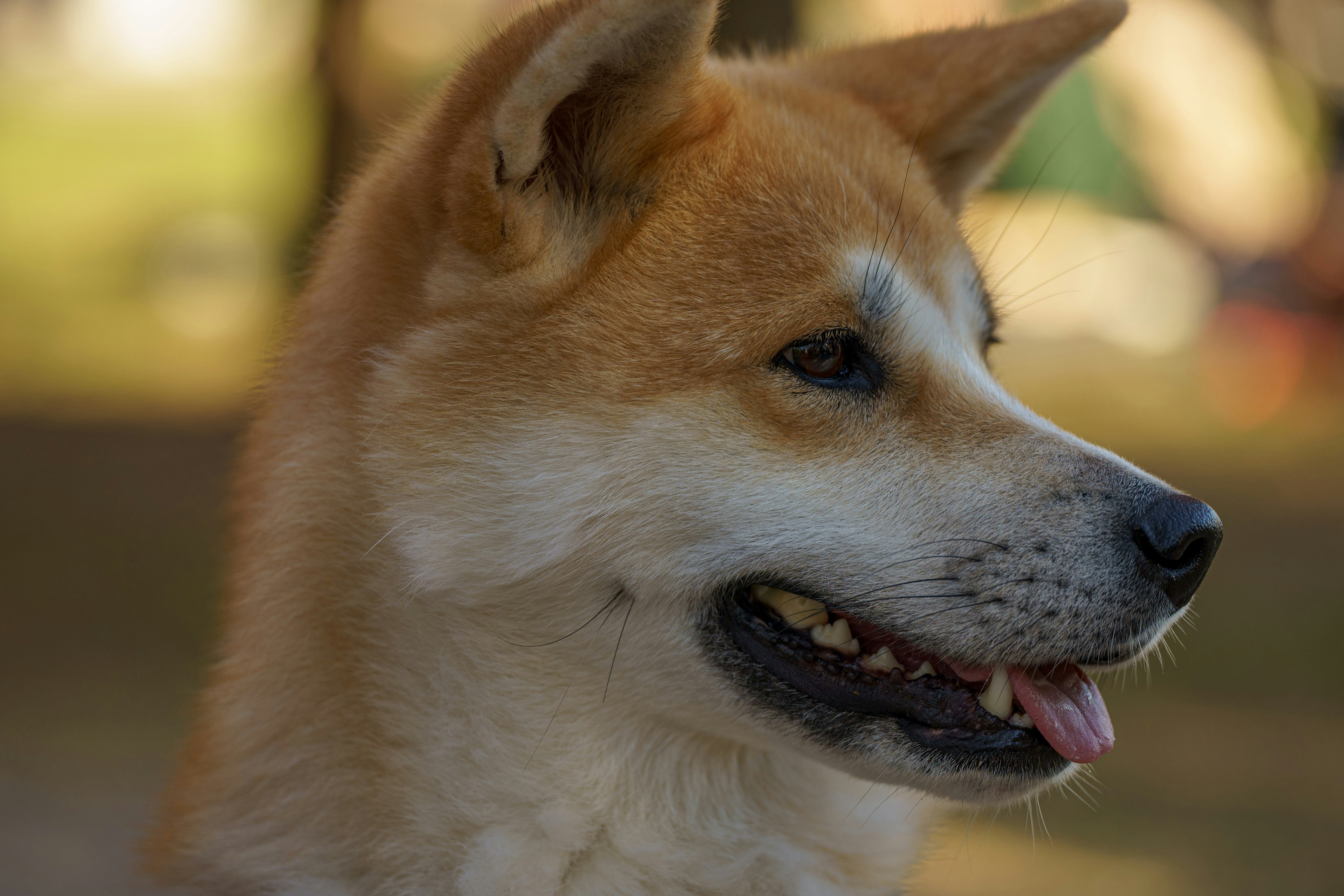 Close-up of a Contented Corgi: Warm Light, Soft Focus