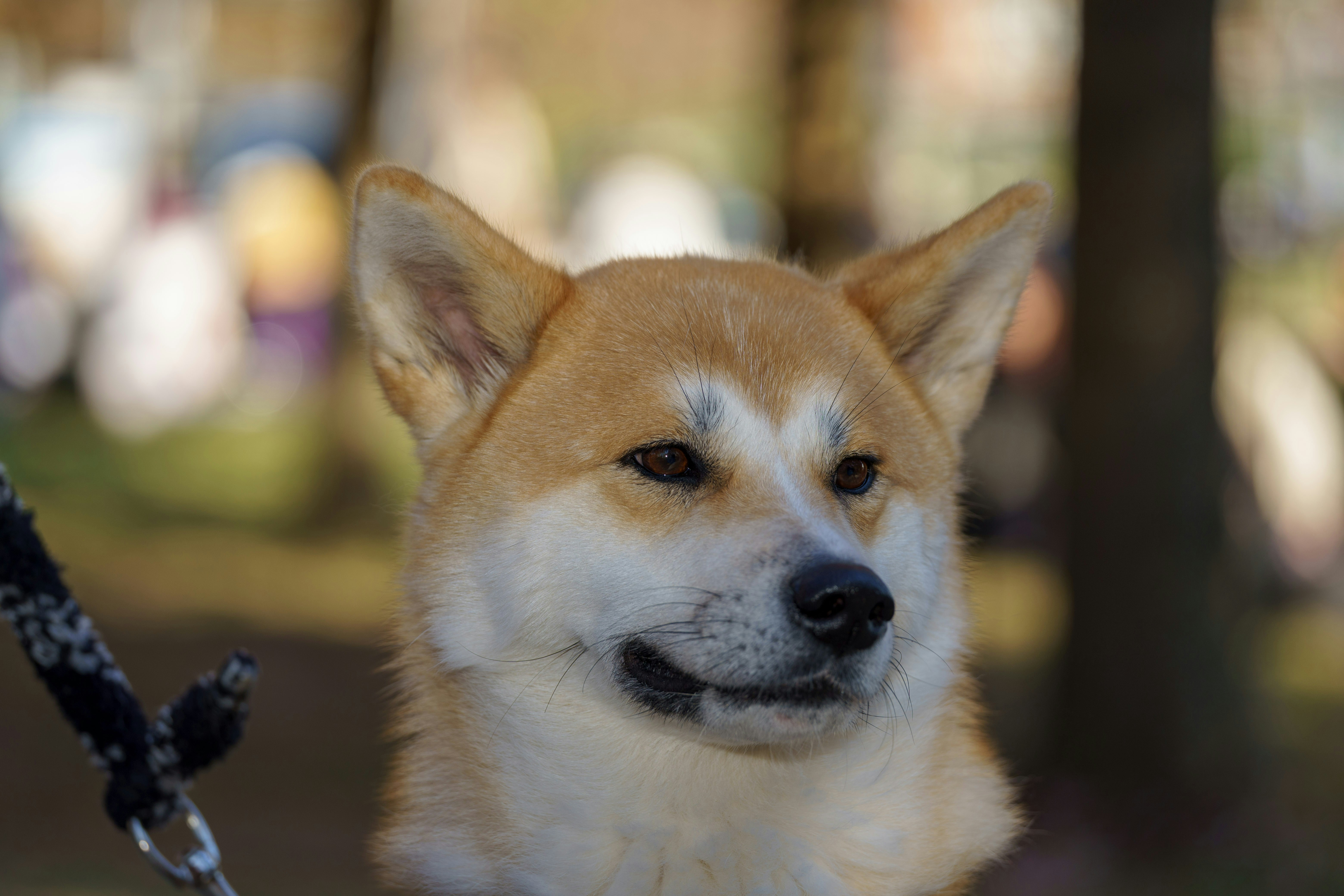 Shiba inu portrait with a calm, slightly smirking expression in soft park light; leash visible on left, blurred background suggesting a social setting. A candid head-and-shoulders shot.