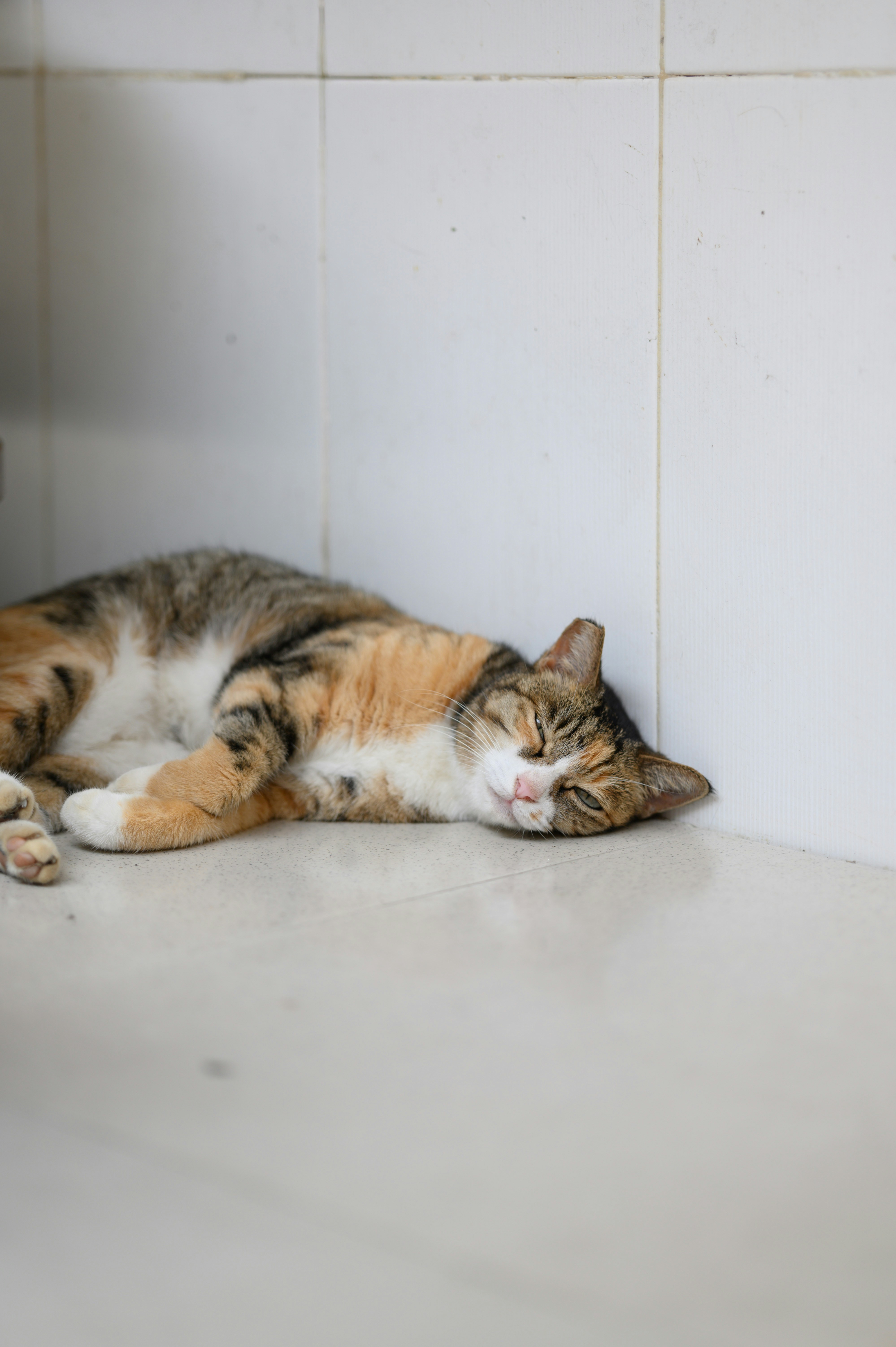 Calm Calico Slumber in a White-Wash Studio