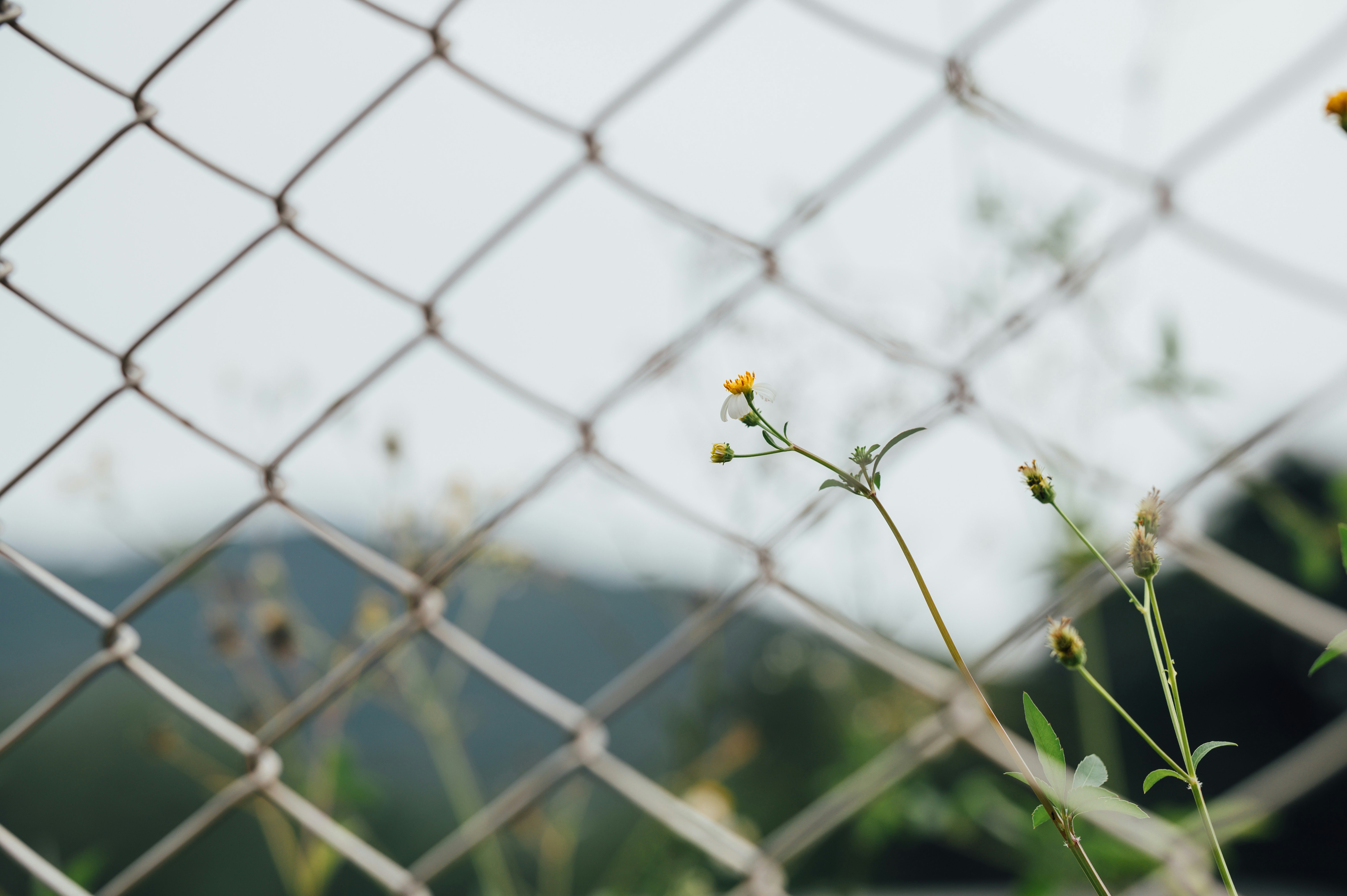 Tender yellow bloom against a lattice of rusted ambition