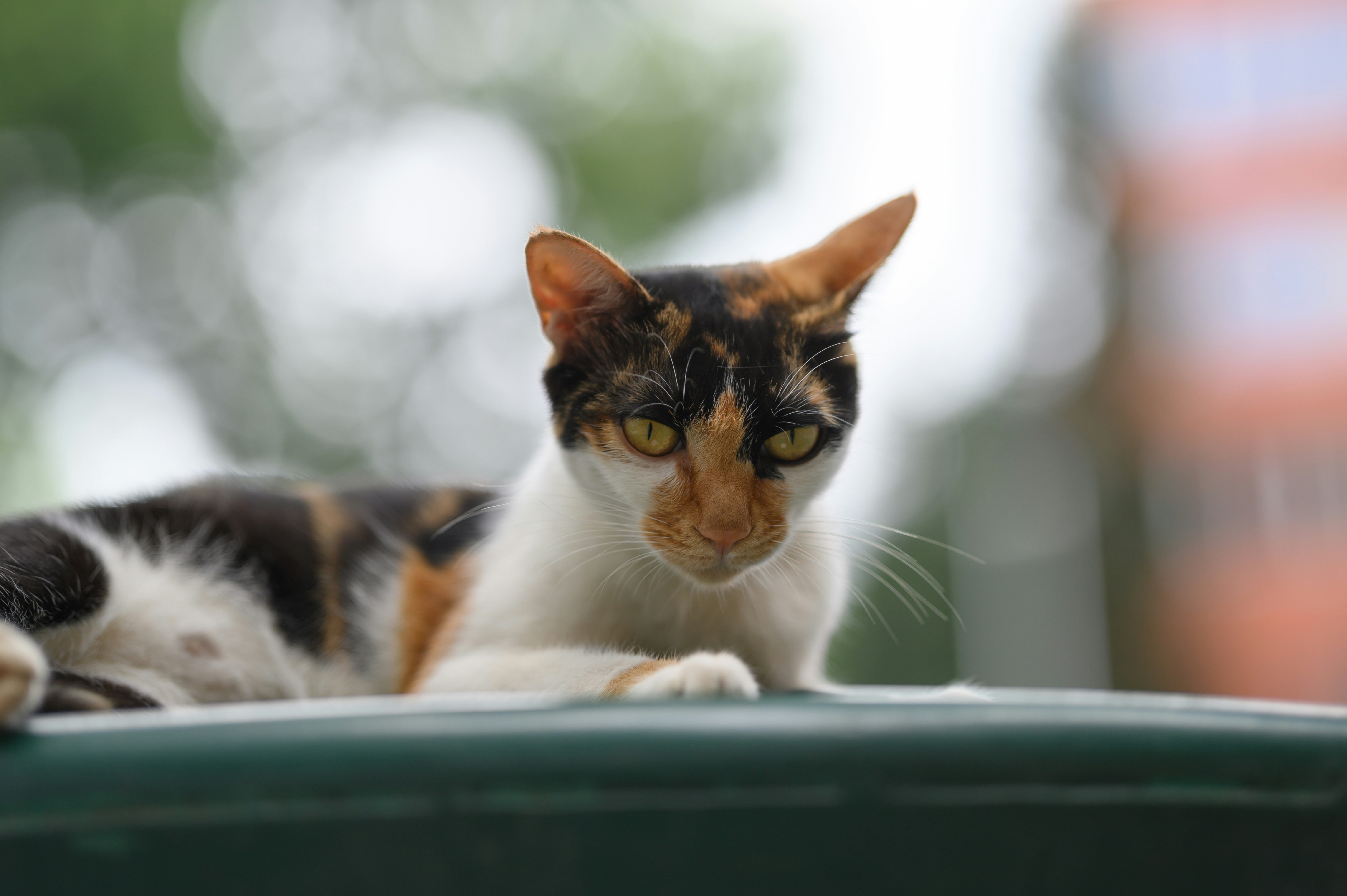 Calico Cat on a Quiet Rooftop Edge
