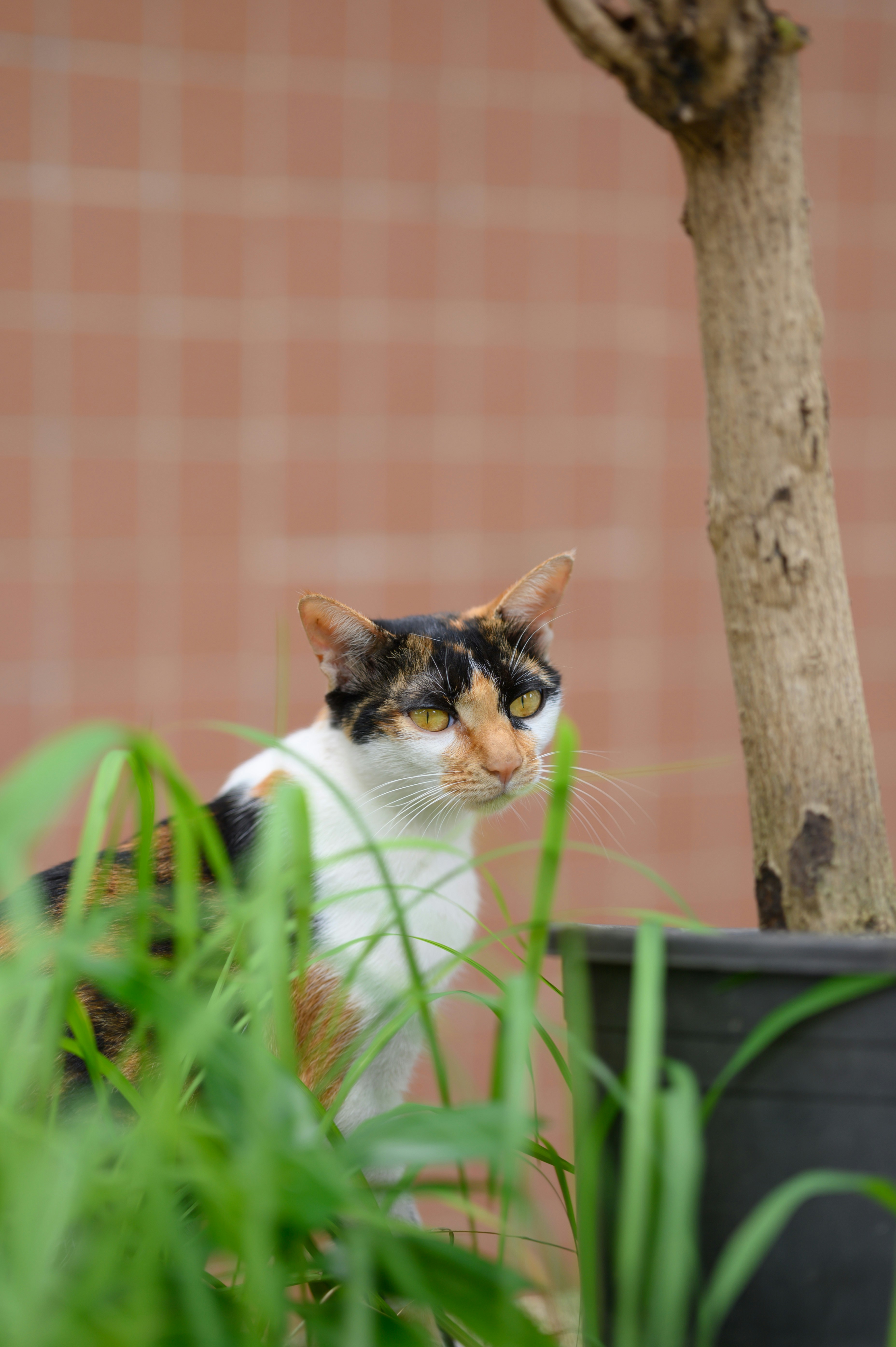 Calico Observer Among the Garden Grasses