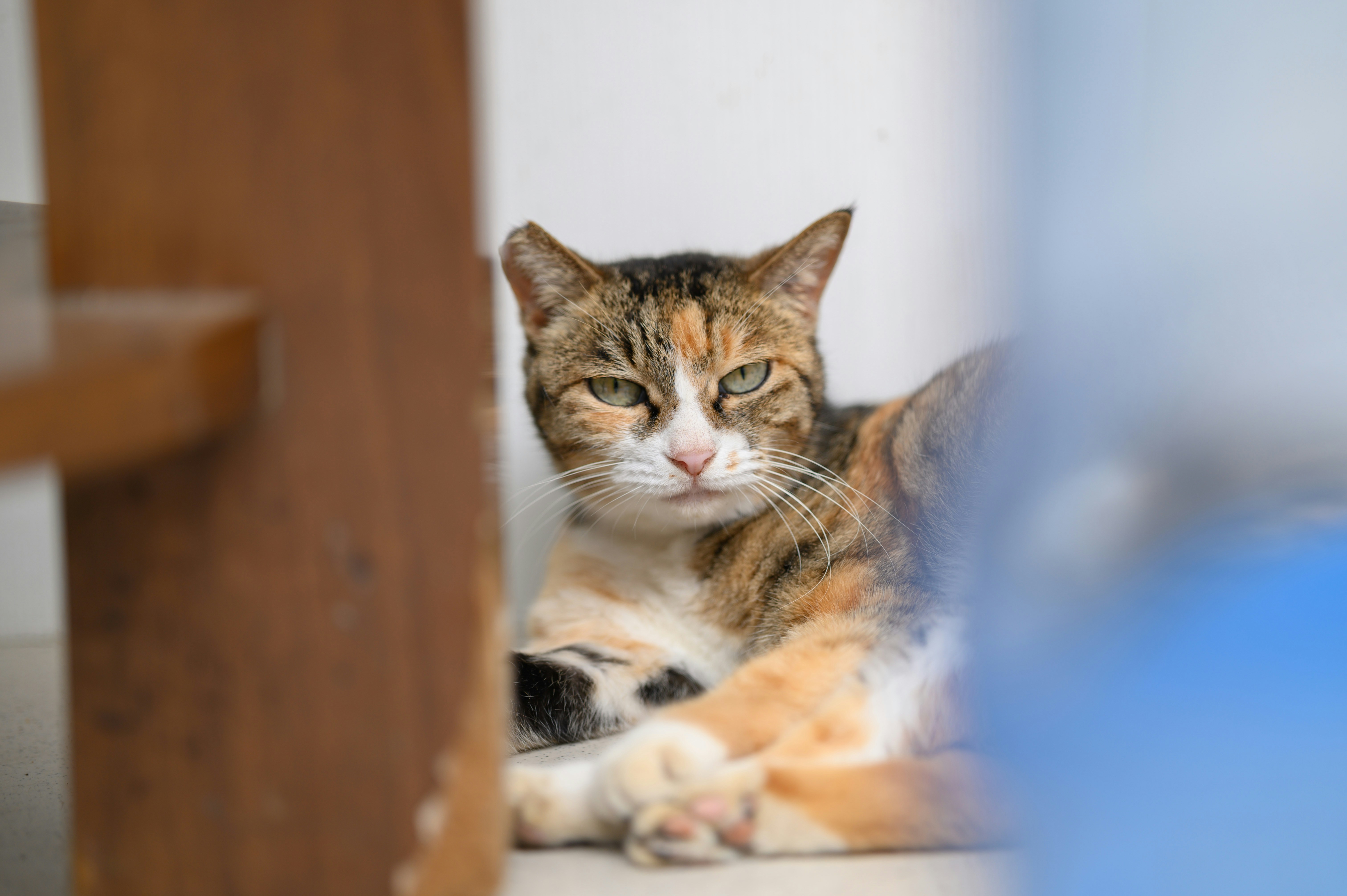 Calico cat lounging on the floor with a calm, direct gaze framed by a nearby wooden leg and a soft blue blur on the right.