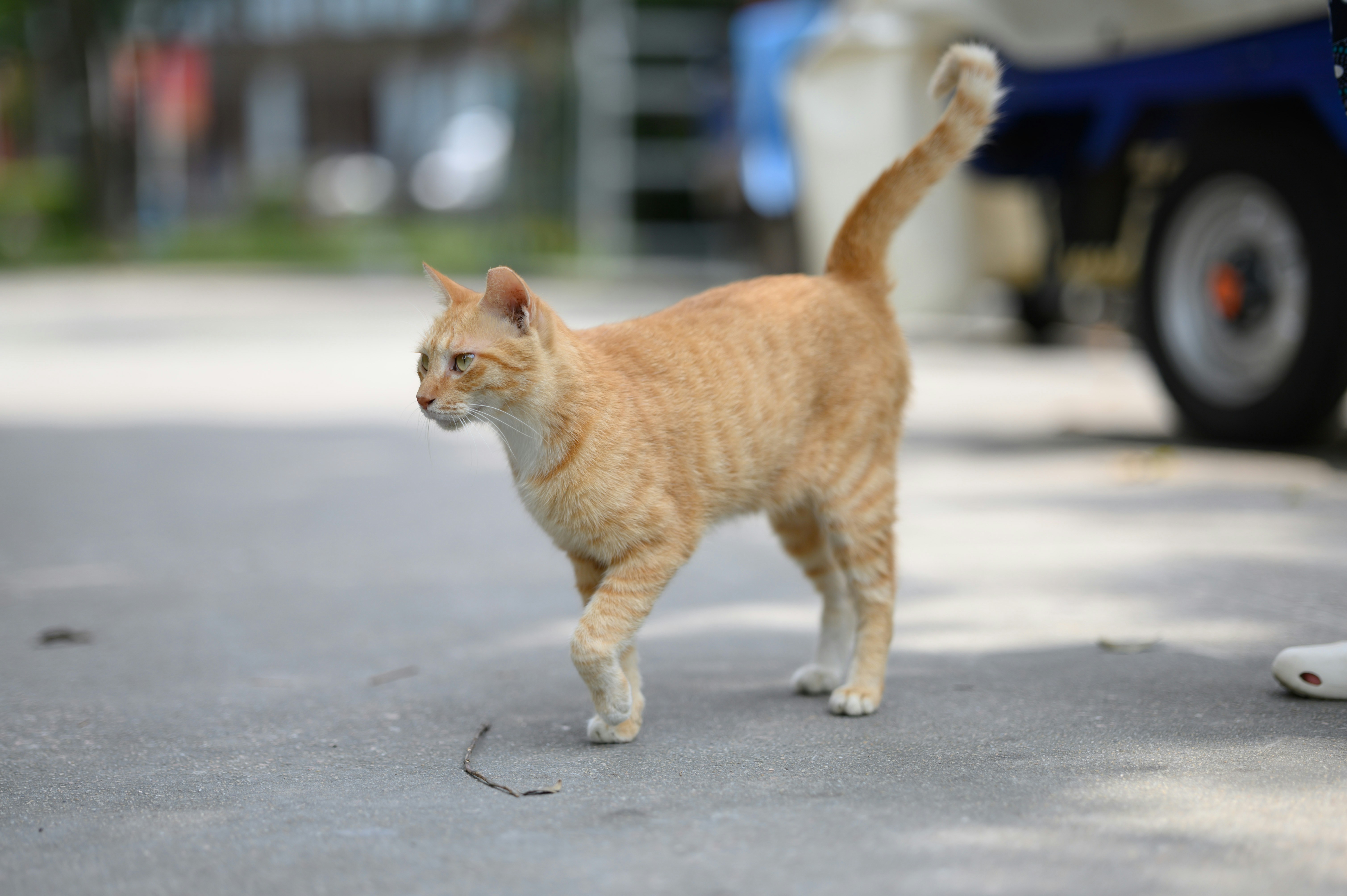 Orange Tabby Strolls Across a Sunlit Driveway