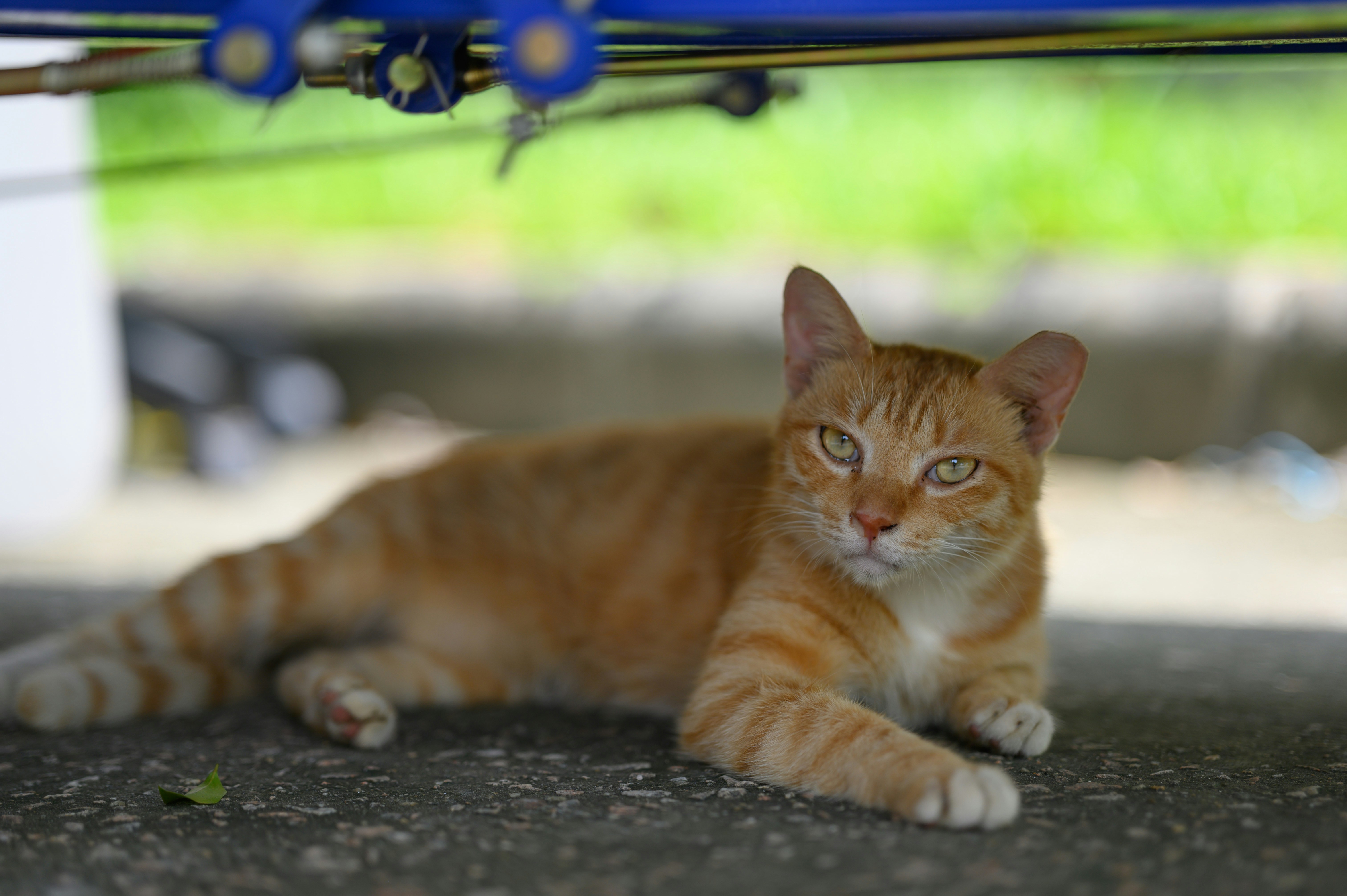 Cozy Orange Ginger: Cat Resting in Dappled Light Beneath a Bicycle