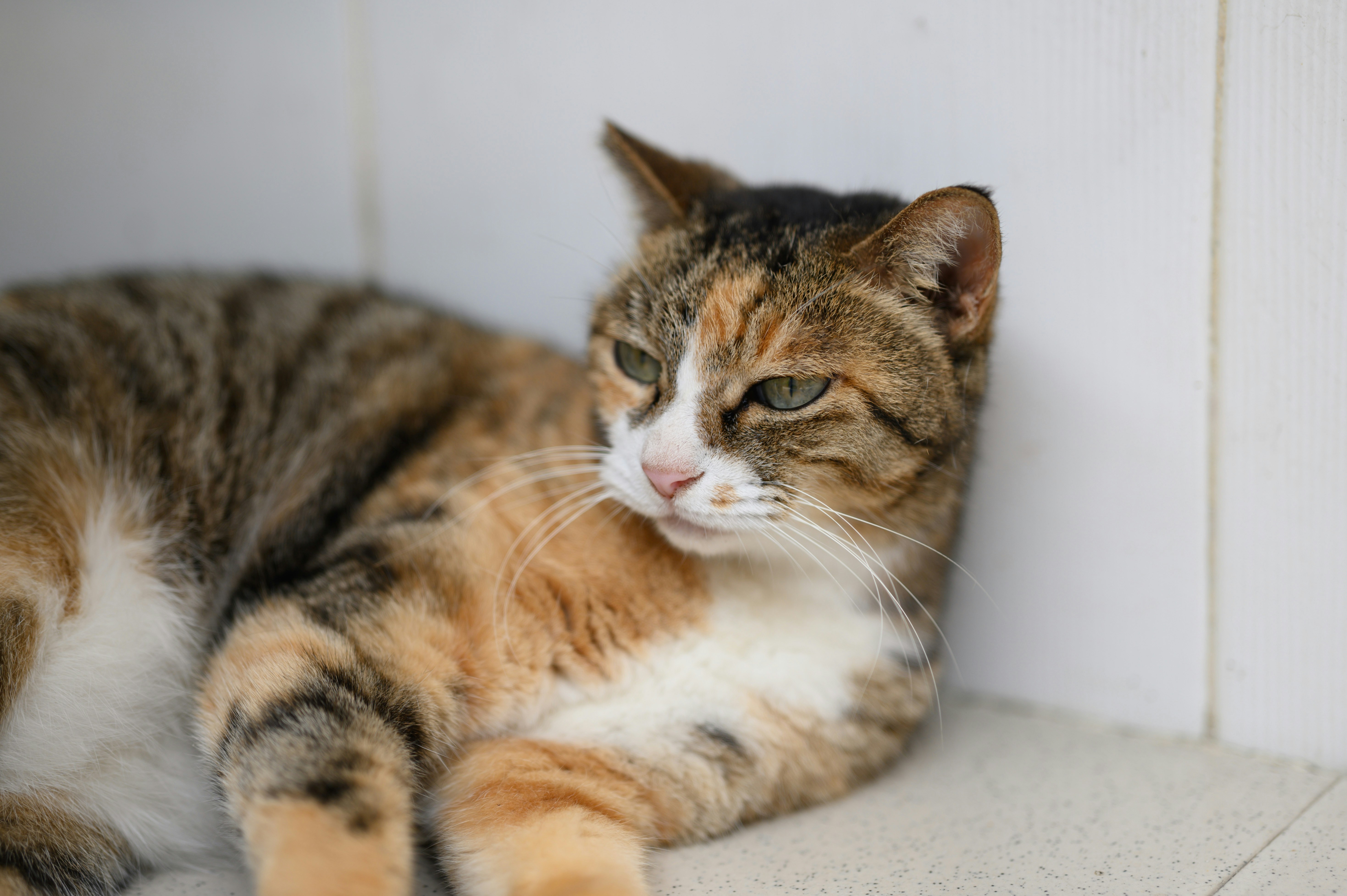 Calm House Cat Resting by a White Wall