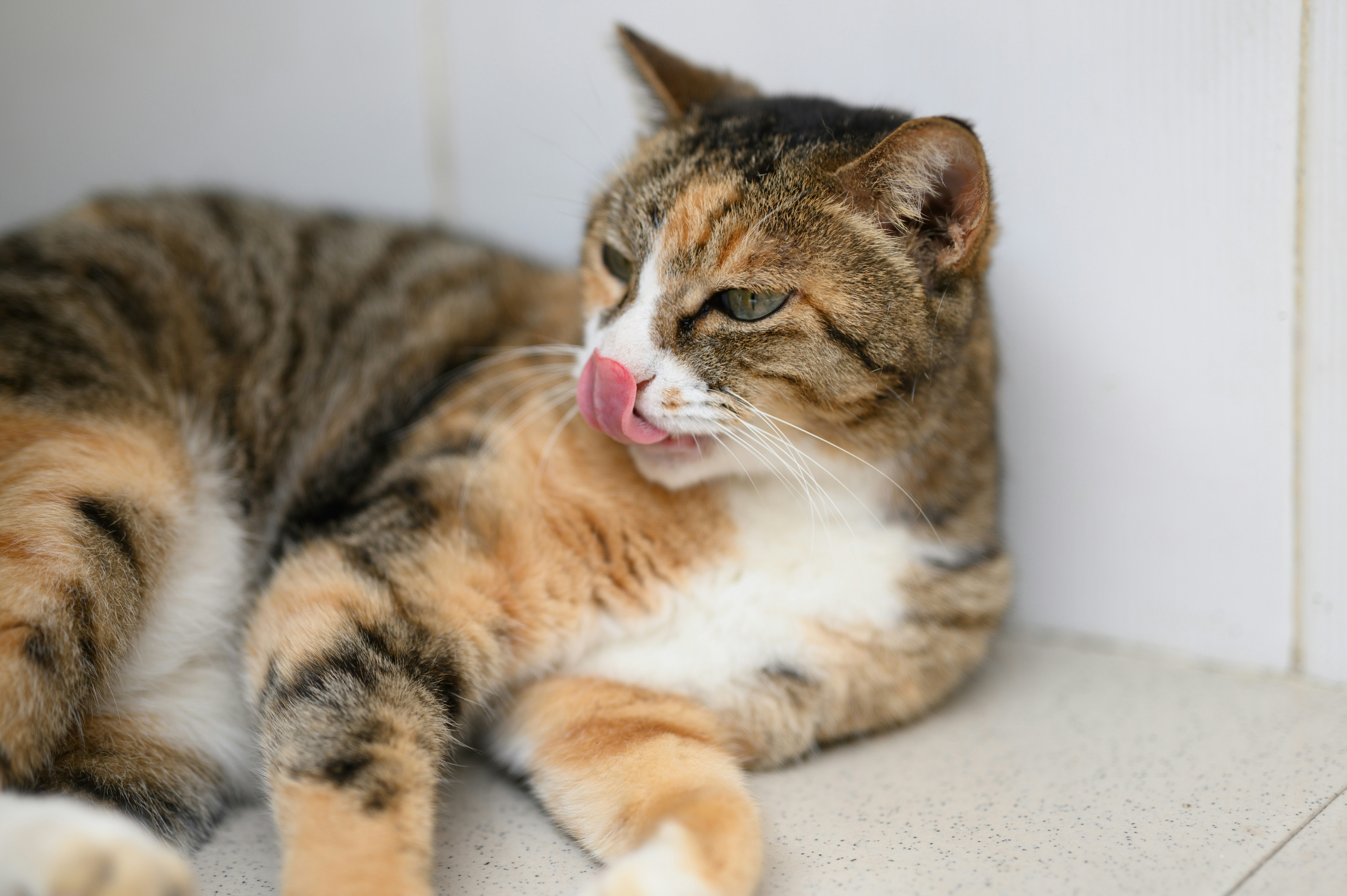 Lying Cat: A Casual Moment with a Tongue-Touched Gaze