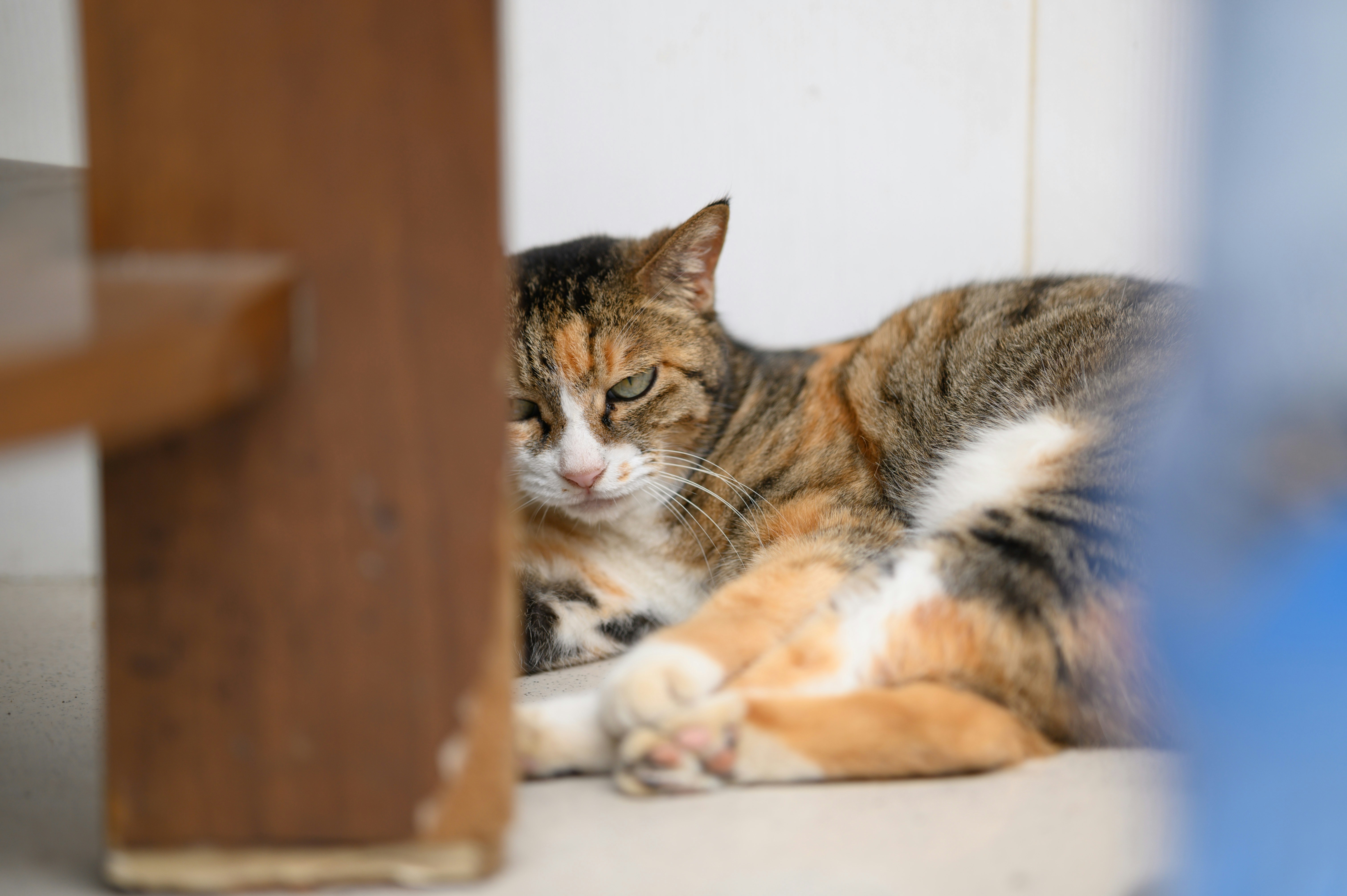 Low Sunbeam Tranquility: A Calico Cat Resting in Quiet Corner