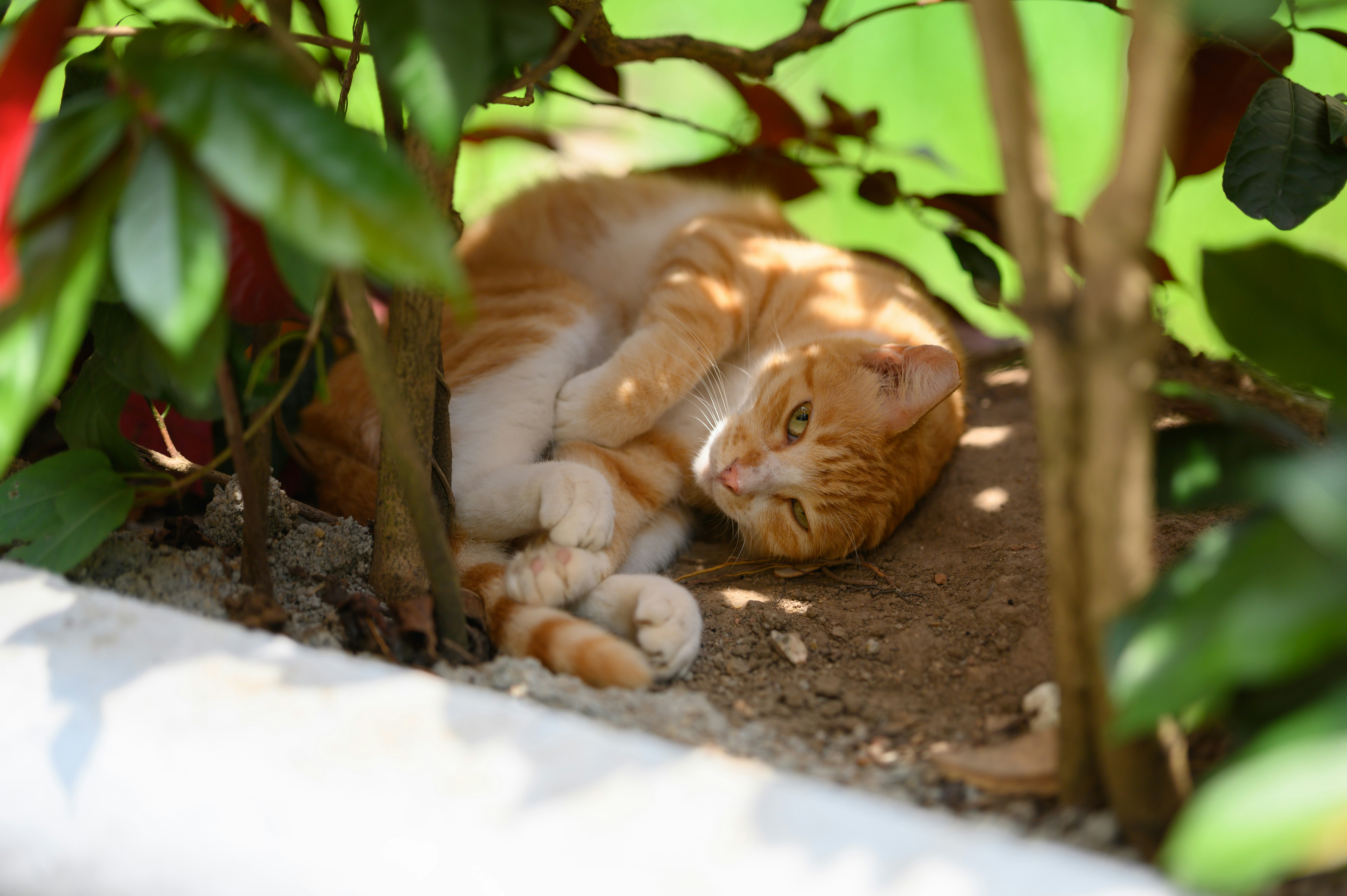 Sunlit Ginger Kitten Repose under Leafy Shade
