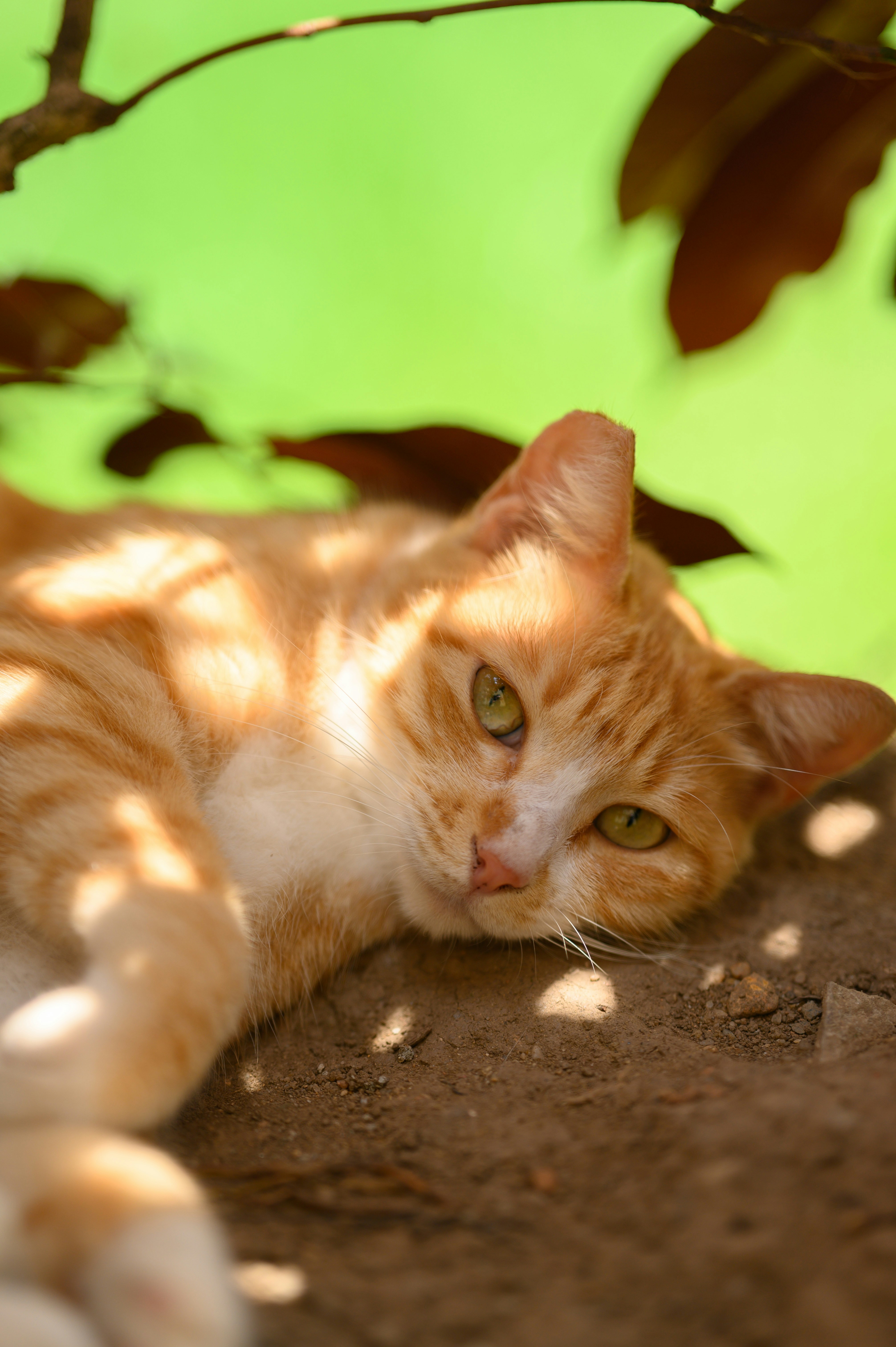 Sunlit Orange: Cat's Gentle Gaze in Dappled Shade