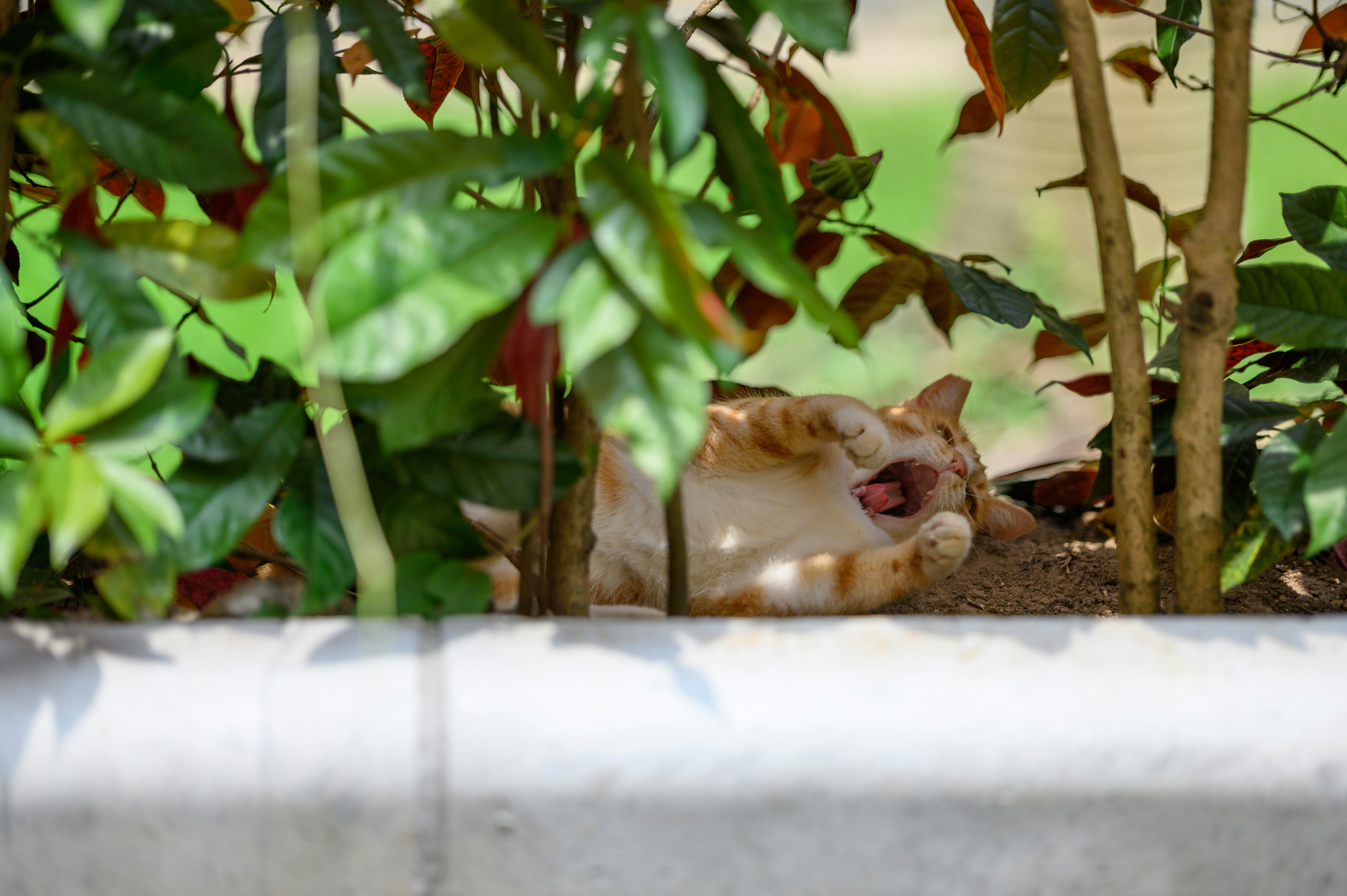 Hidden Snooze: a Ginger Cat Resting in the Sunlit Shrubs