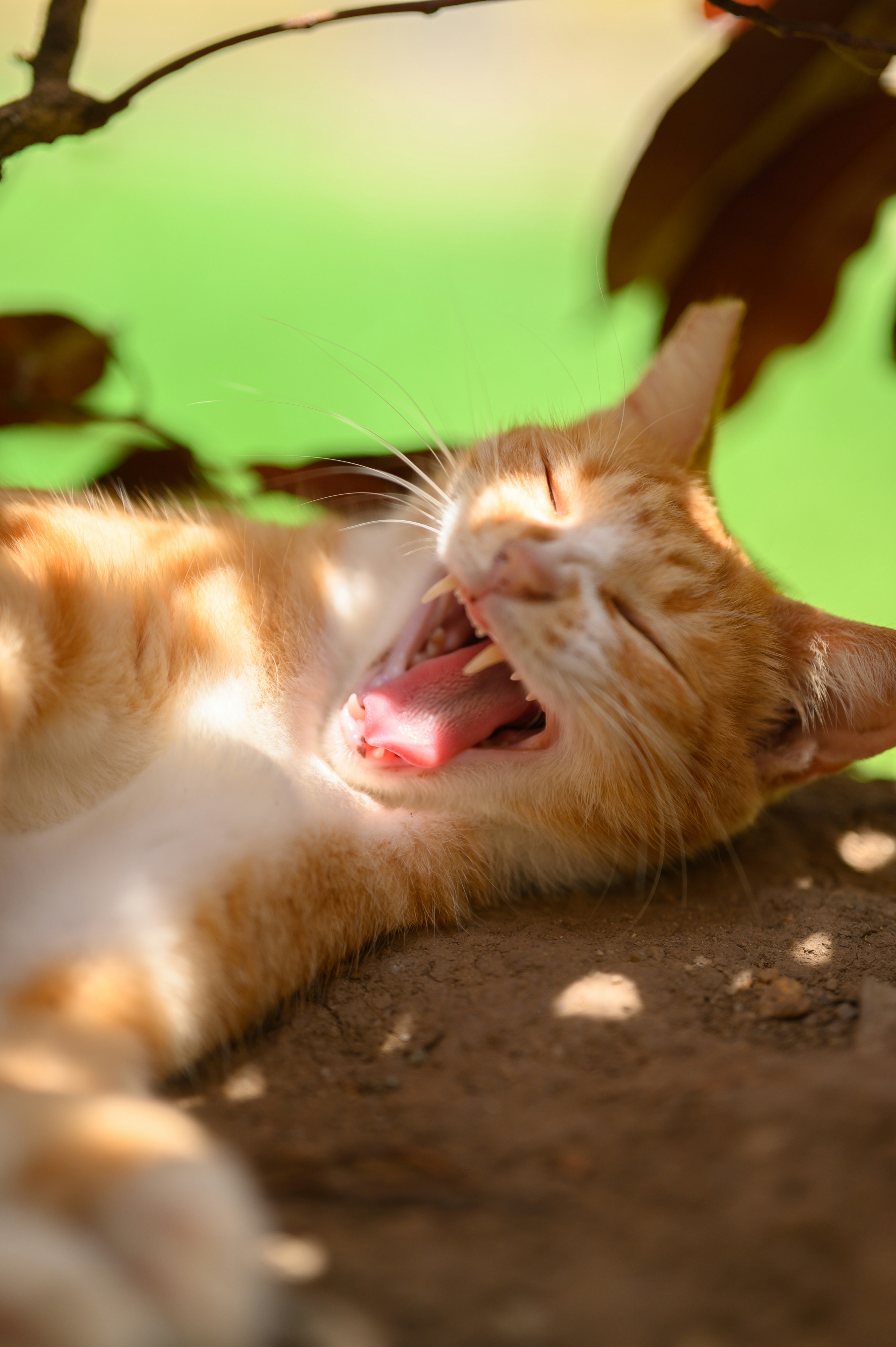 Sunlit Yawn: Ginger Cat Repose in Quiet Shade