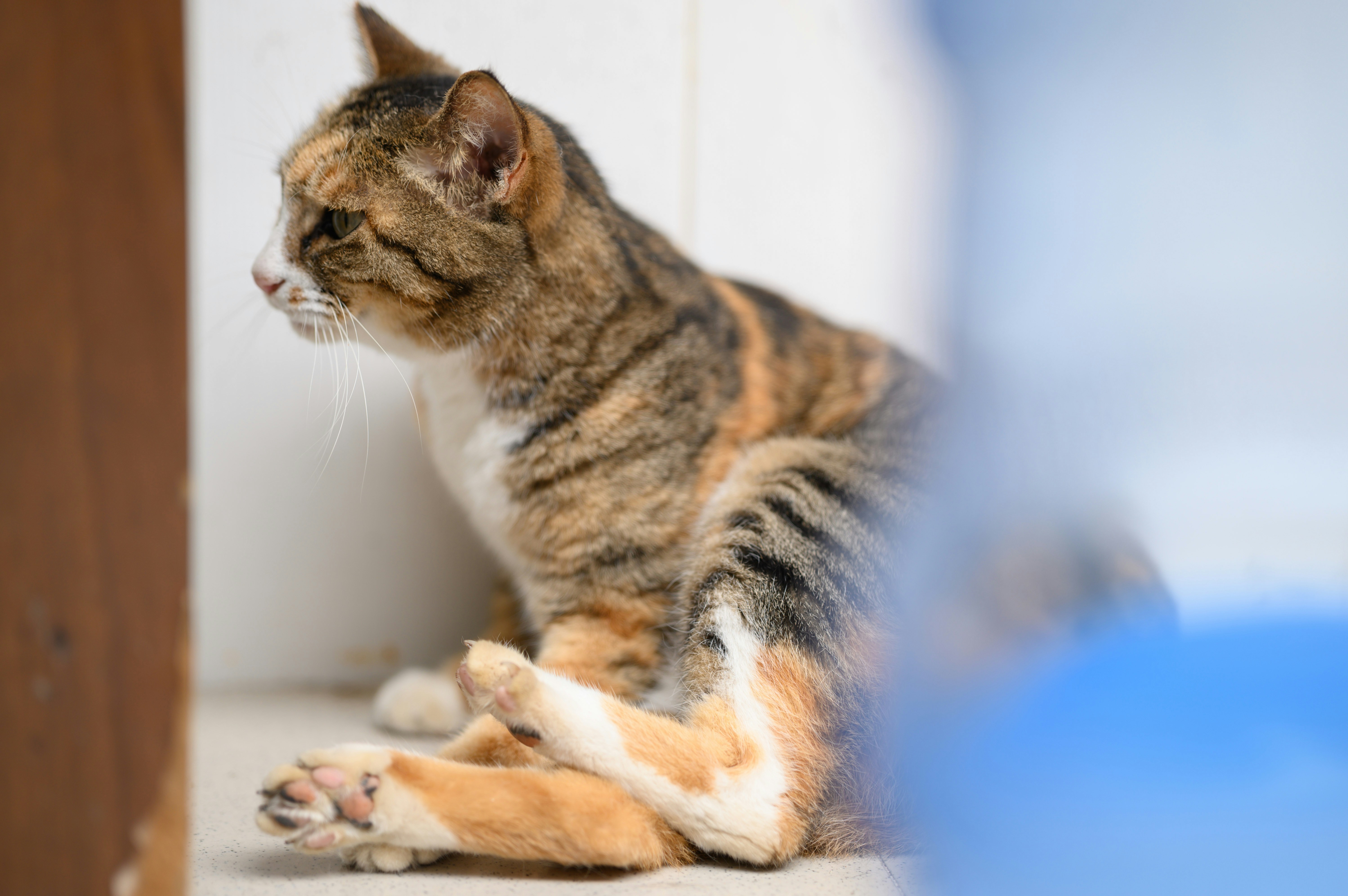 Calico in the Corner: A Quiet Moment by the Doorway