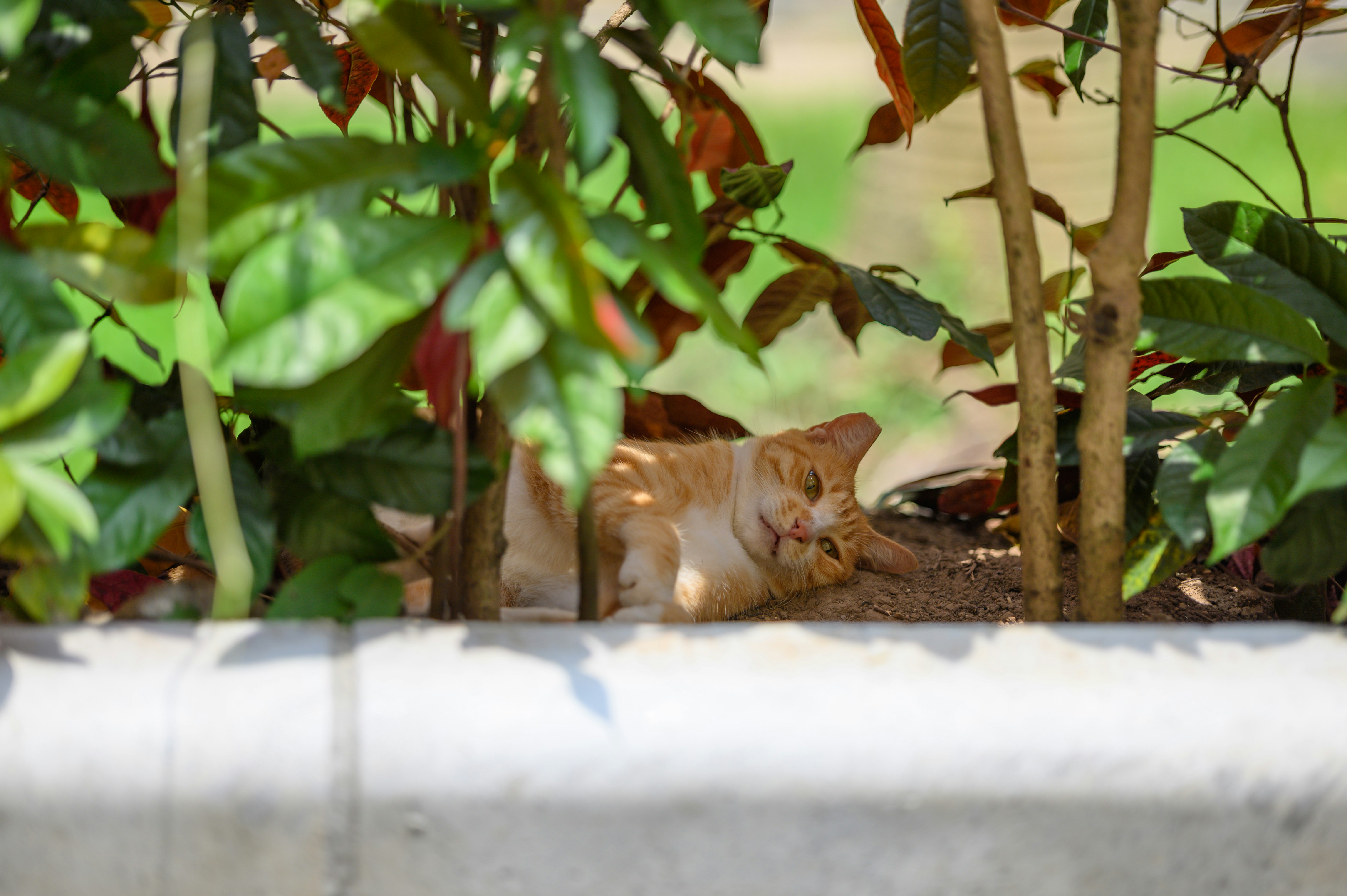 Sunlit Orange Cat Resting Beneath Hidden Green Canopy