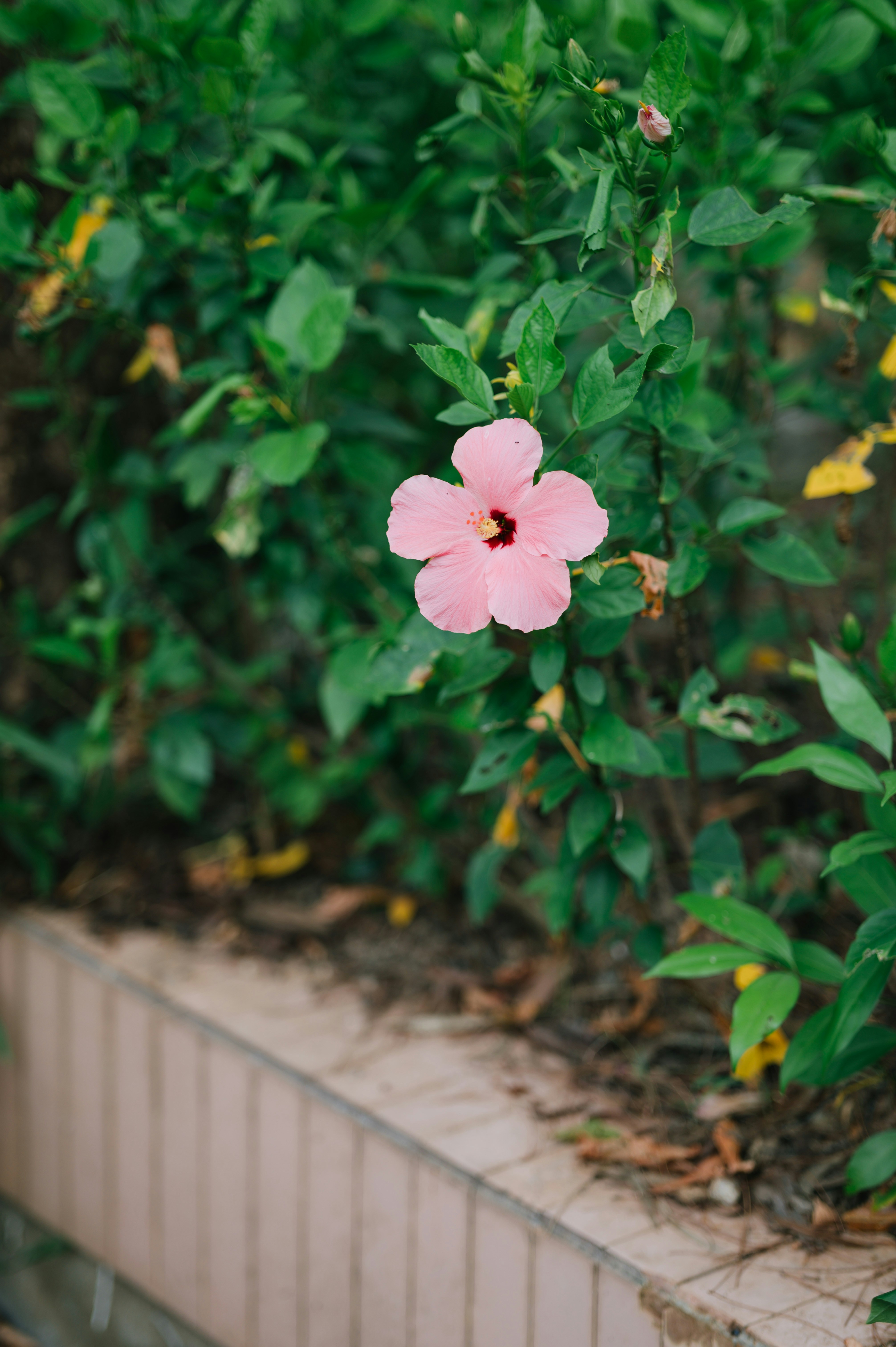 Soft-Pink Hibiscus Pauses the Garden’s Quiet Hum