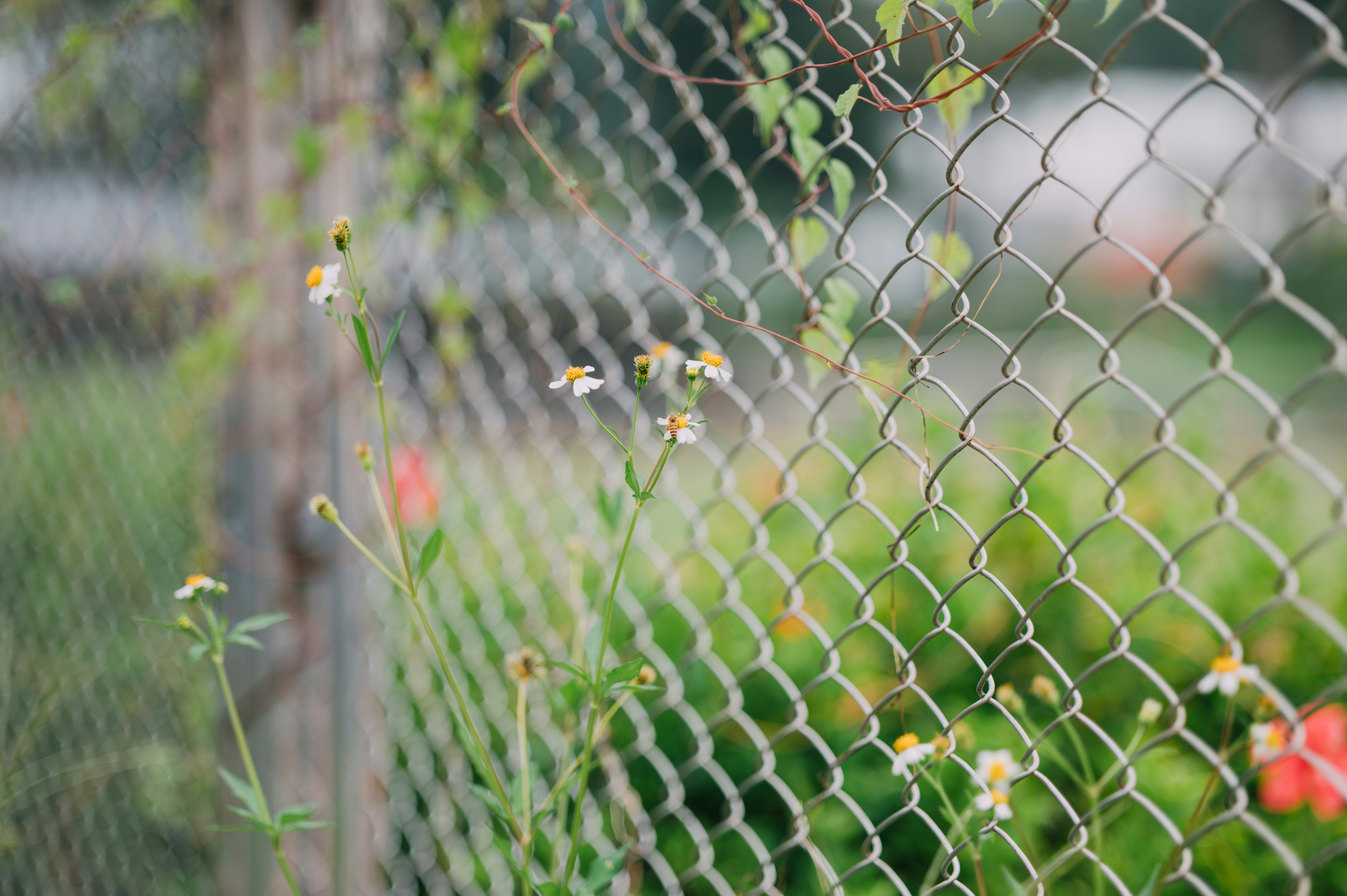 Small white flowers with yellow centers growing against a chain-link fence.