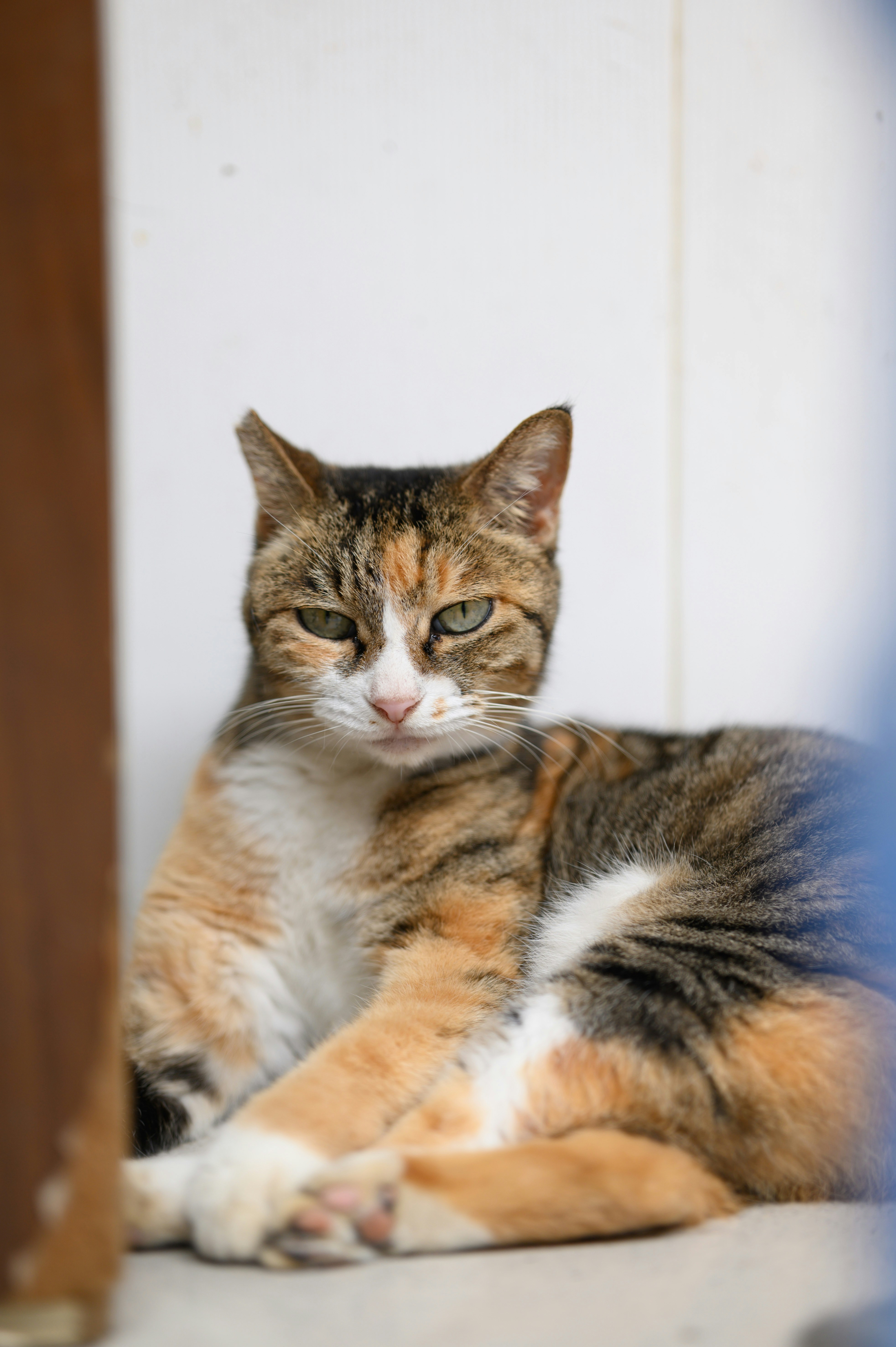 Calm Colonnade: a Calico Cat Resting in Soft Light