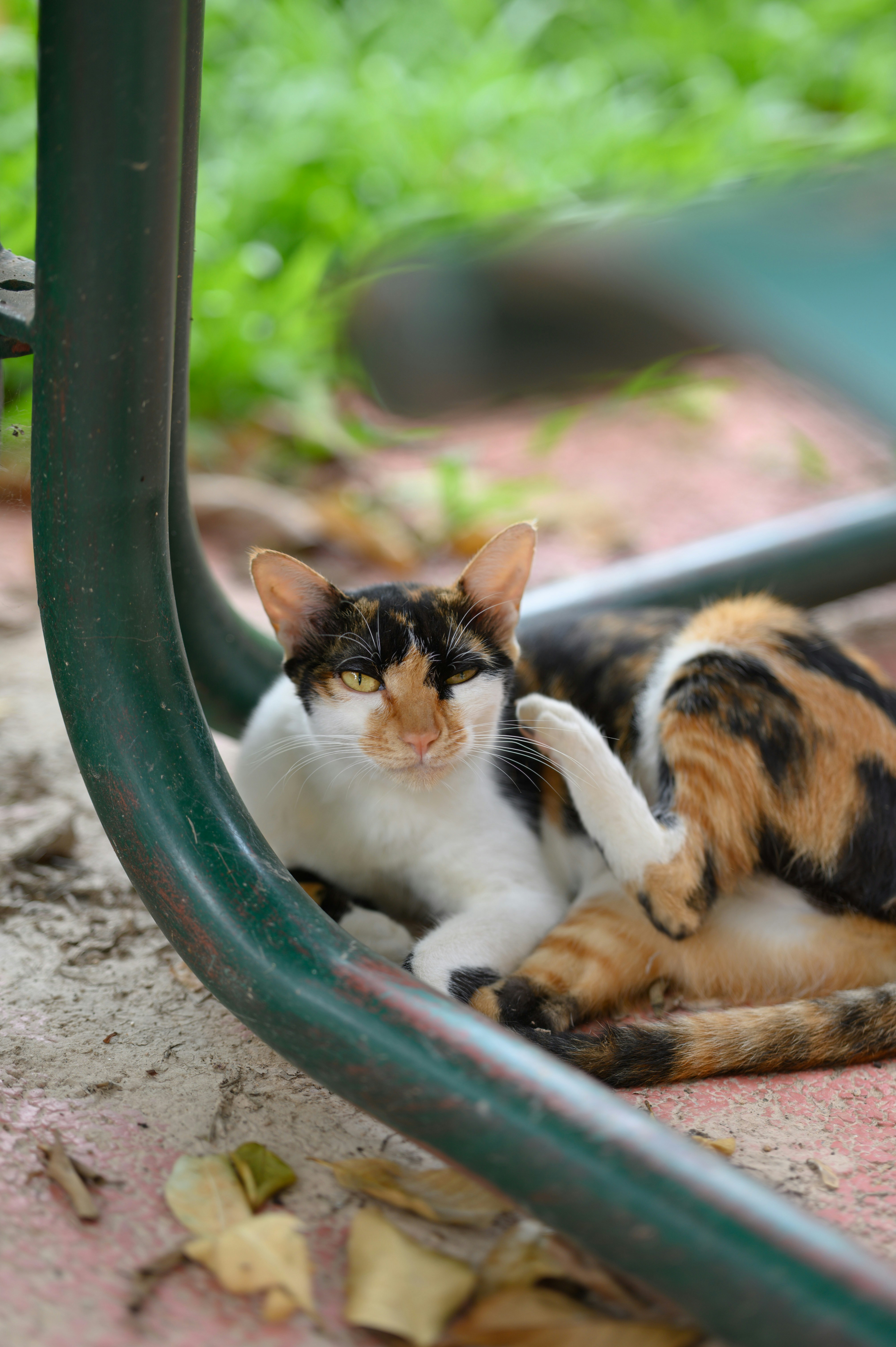 Calico Cat Reclining Under a Garden Swing