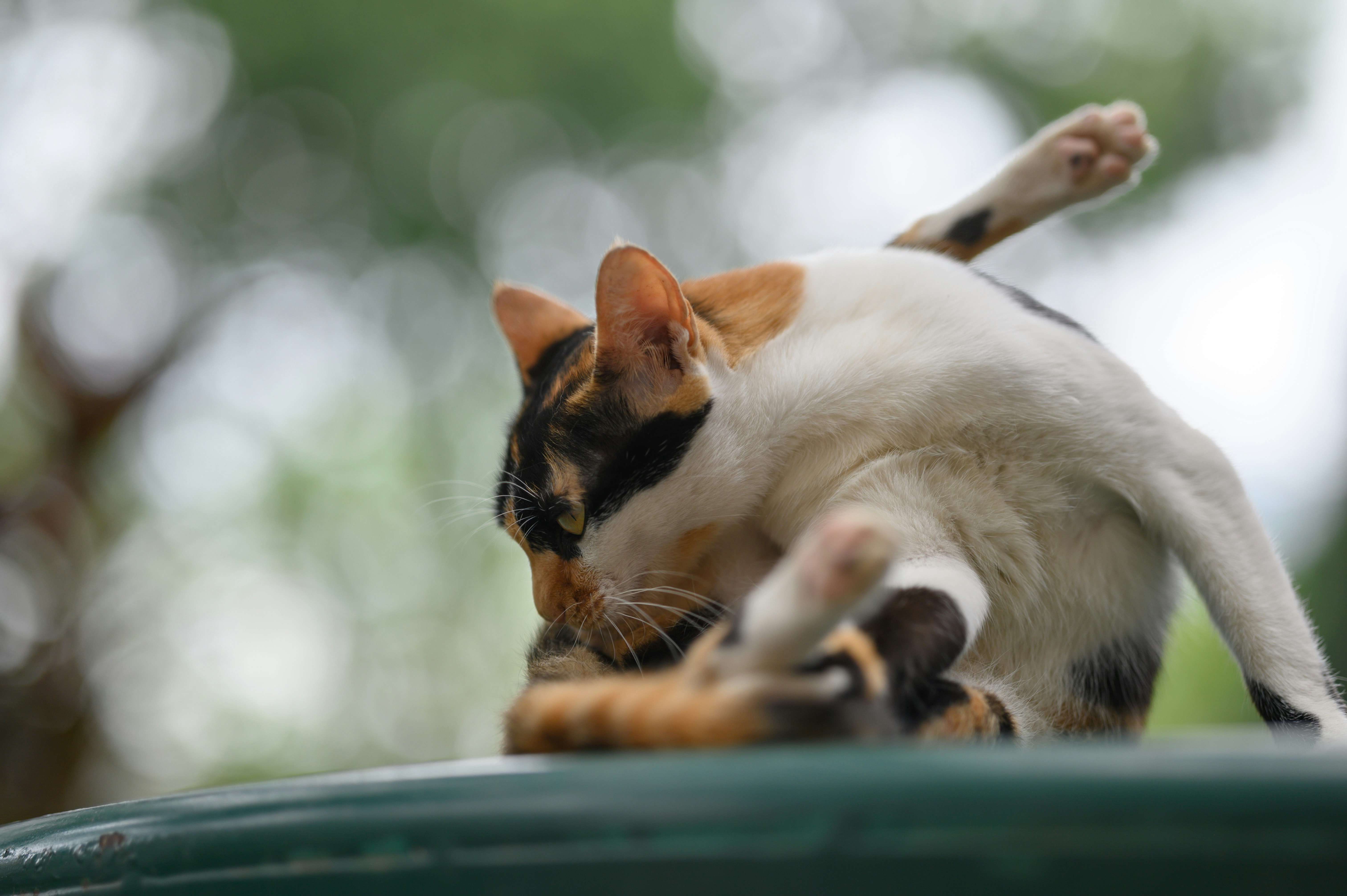 Curled Felinity: A Cat Reposes on a Gleaming Cartop