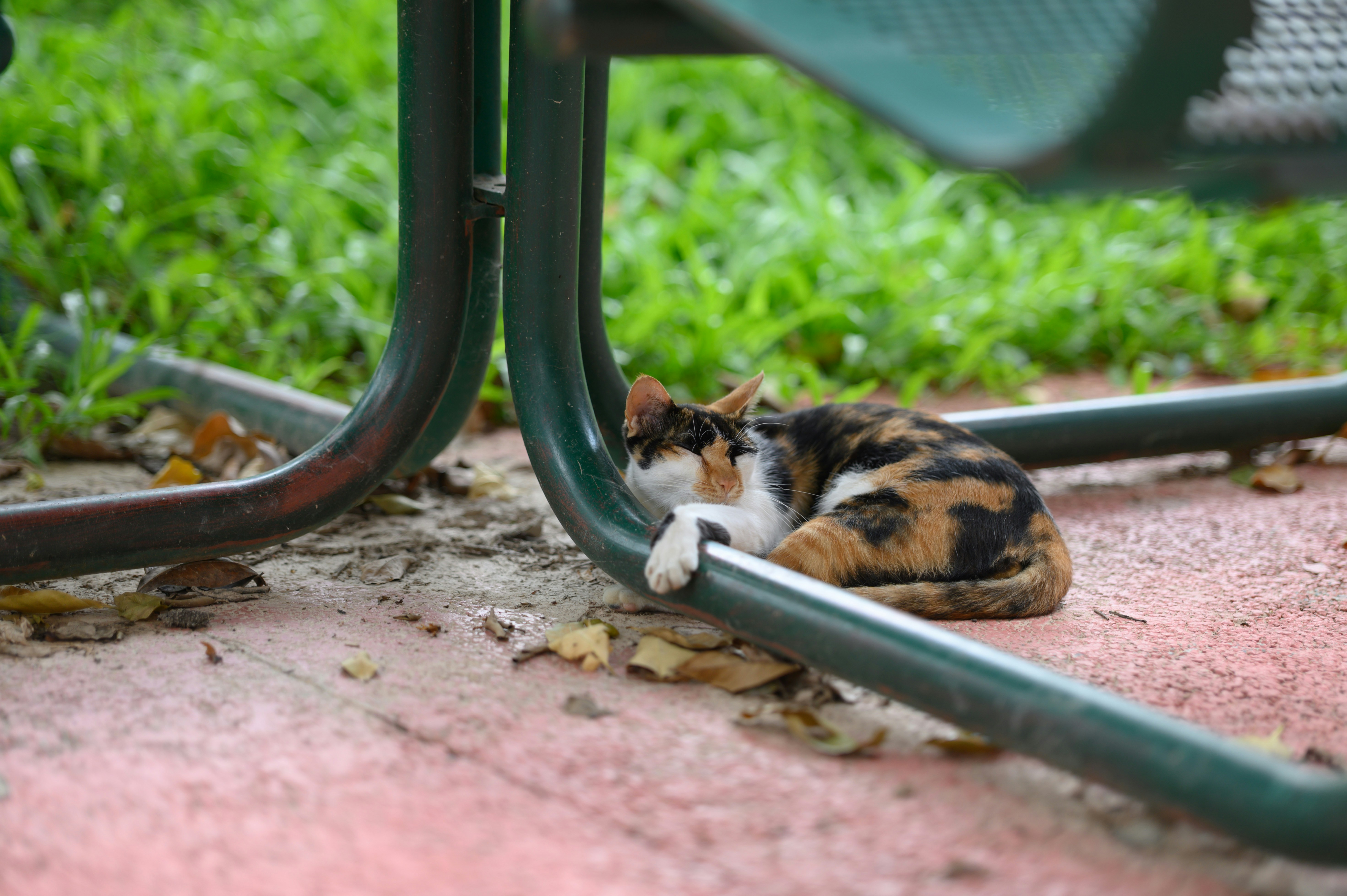 Cat Napping Under the Bench: Quiet Comfort in a Backyard Corner