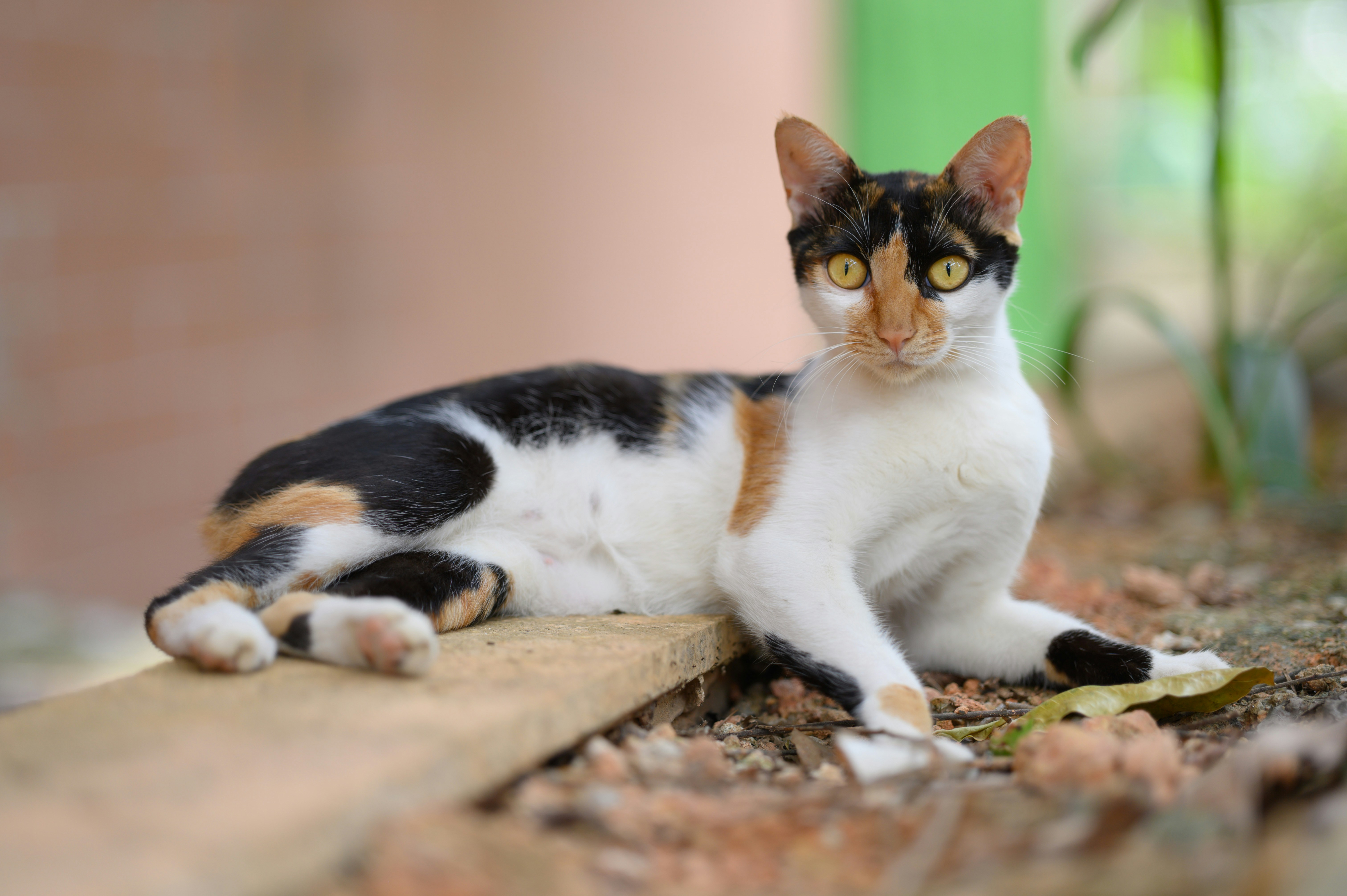 Watchful Calico on the Edge: An Intent Gaze by the Garden Path